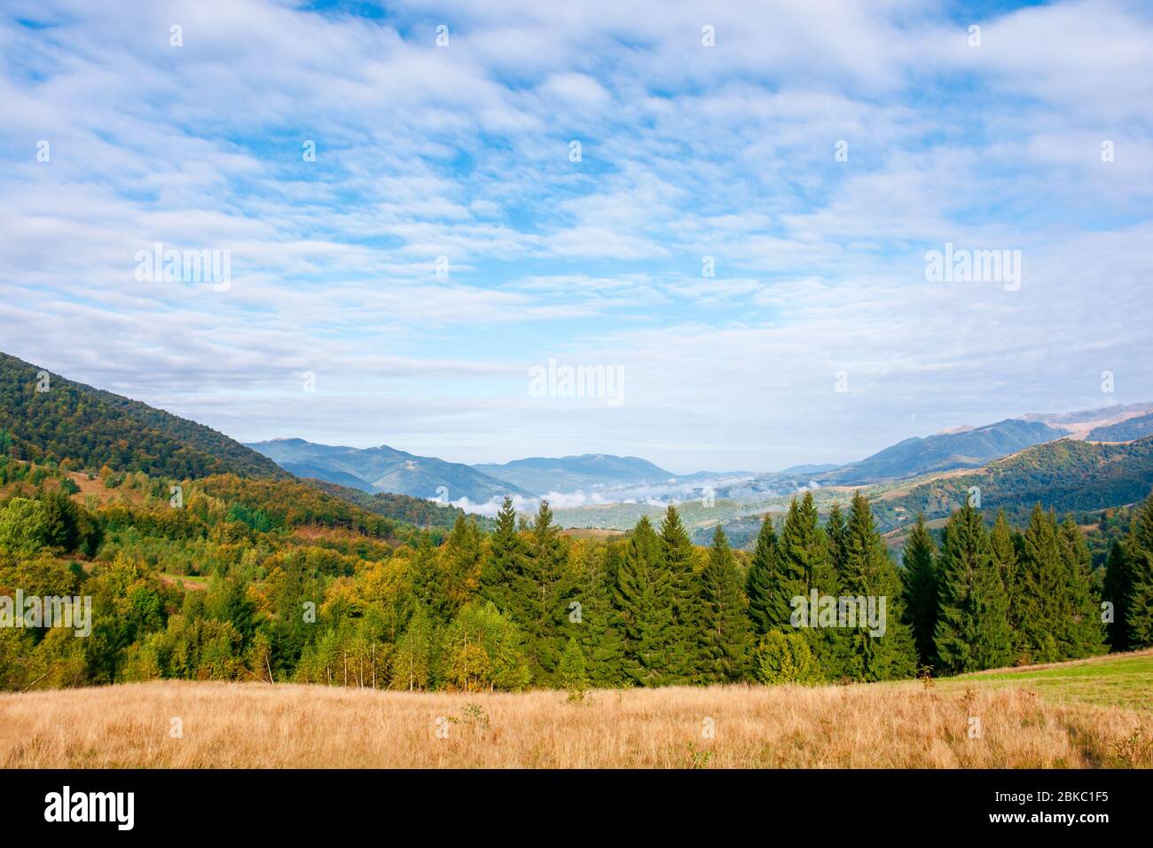 mountain landscape on early autumn morning. open view with forest on ...