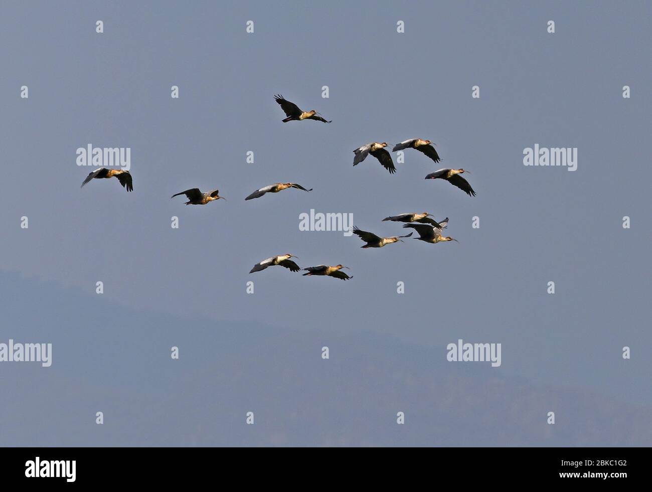 Black-faced Ibis (Theristicus melanopis) flock in flight Tinajones ...