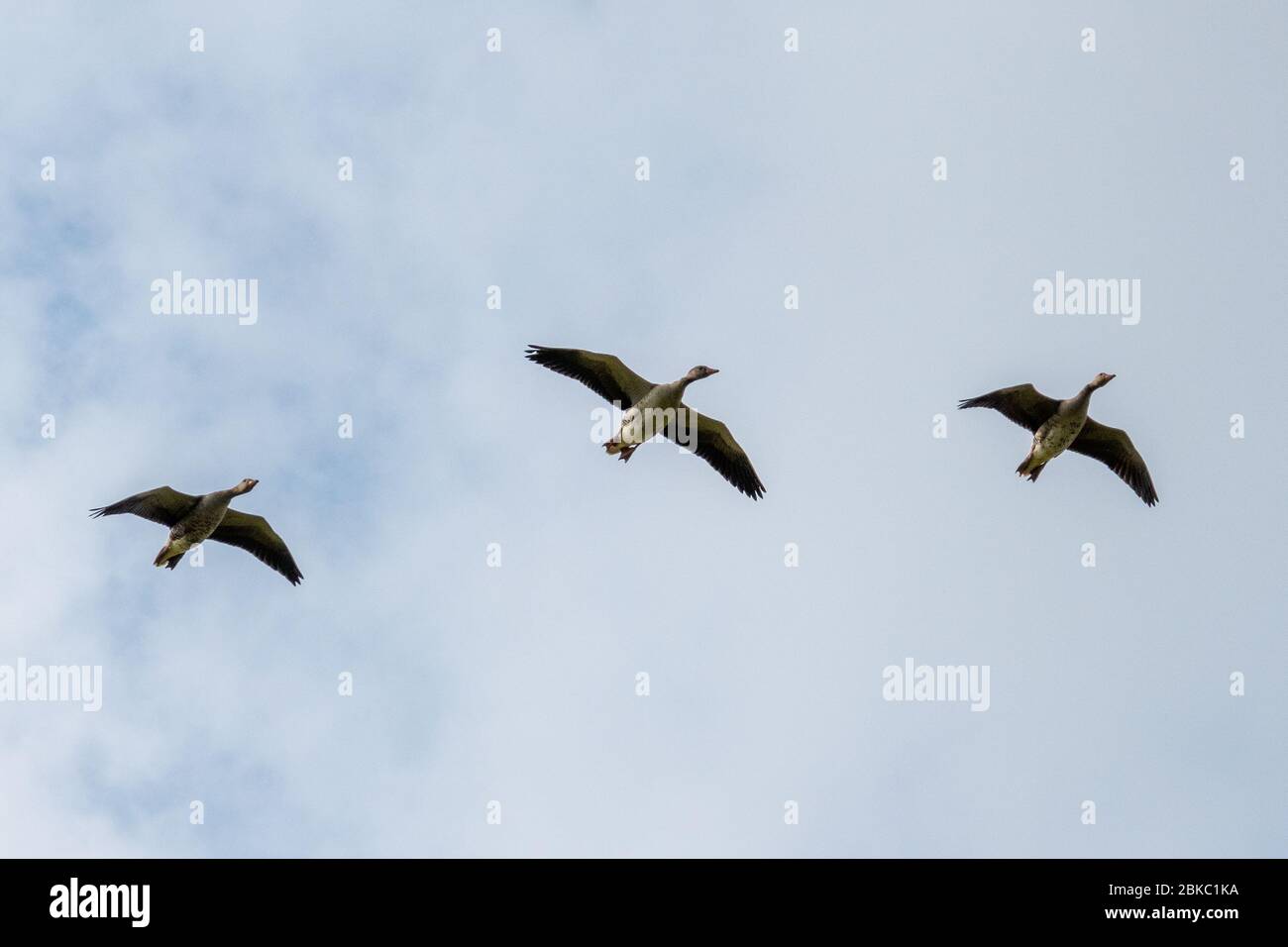 three grey geese flying side by side in the blue sky Stock Photo - Alamy