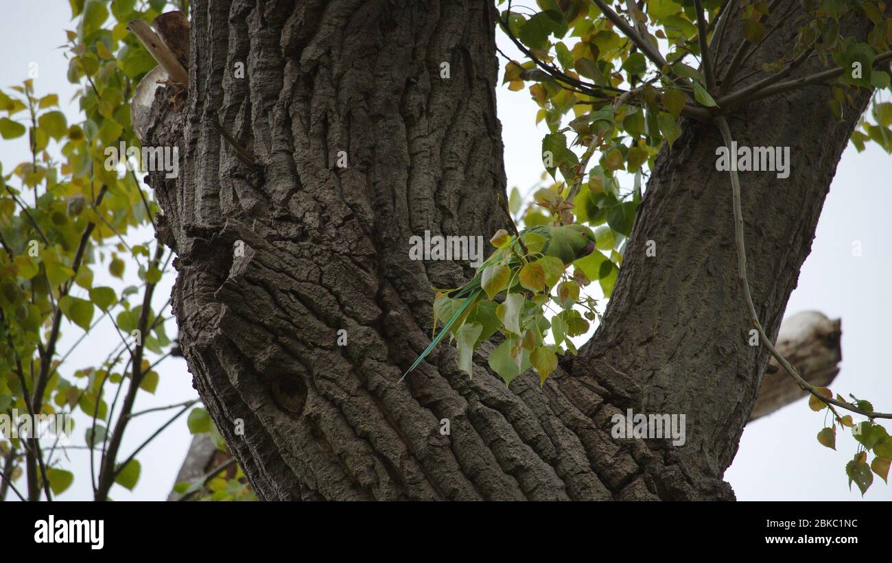 Parakeet in a tree Stock Photo - Alamy