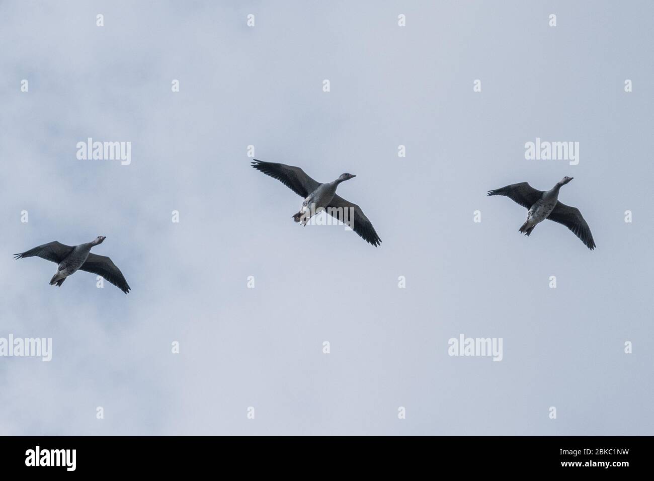 three grey geese flying side by side in the blue sky Stock Photo - Alamy