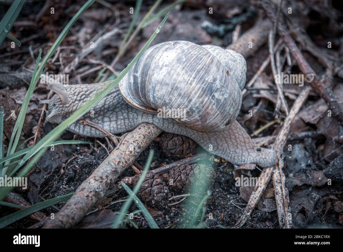 a large Roman snail crawls across the damp forest floor Stock Photo - Alamy