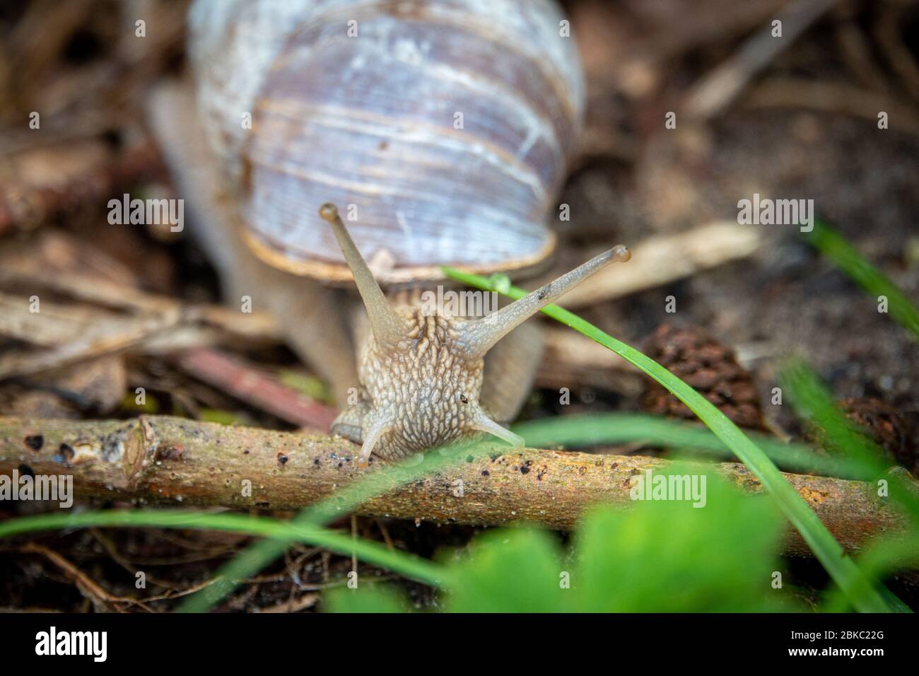 a large Roman snail crawls across the damp forest floor Stock Photo - Alamy