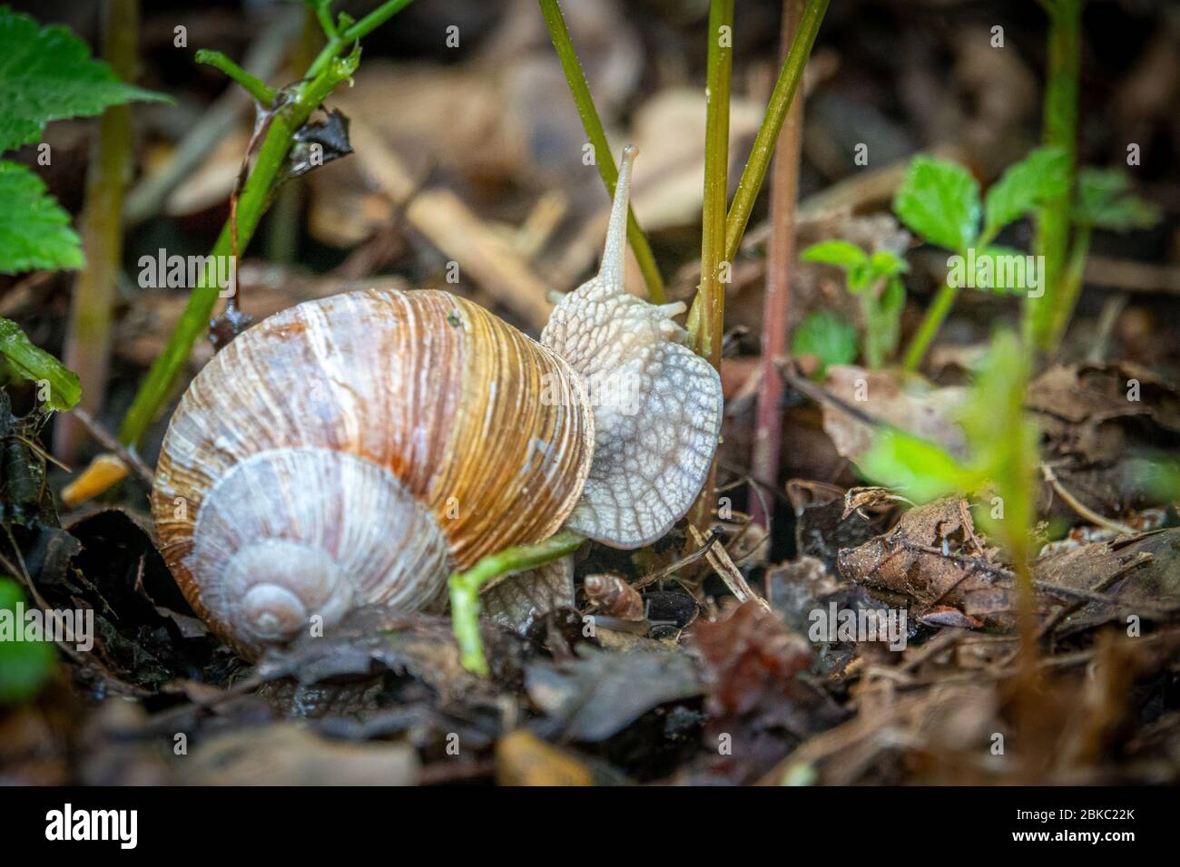 a large Roman snail crawls across the damp forest floor Stock Photo - Alamy