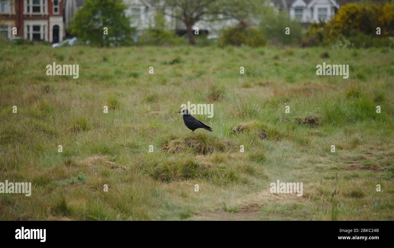 Raven on urban grassland Stock Photo - Alamy