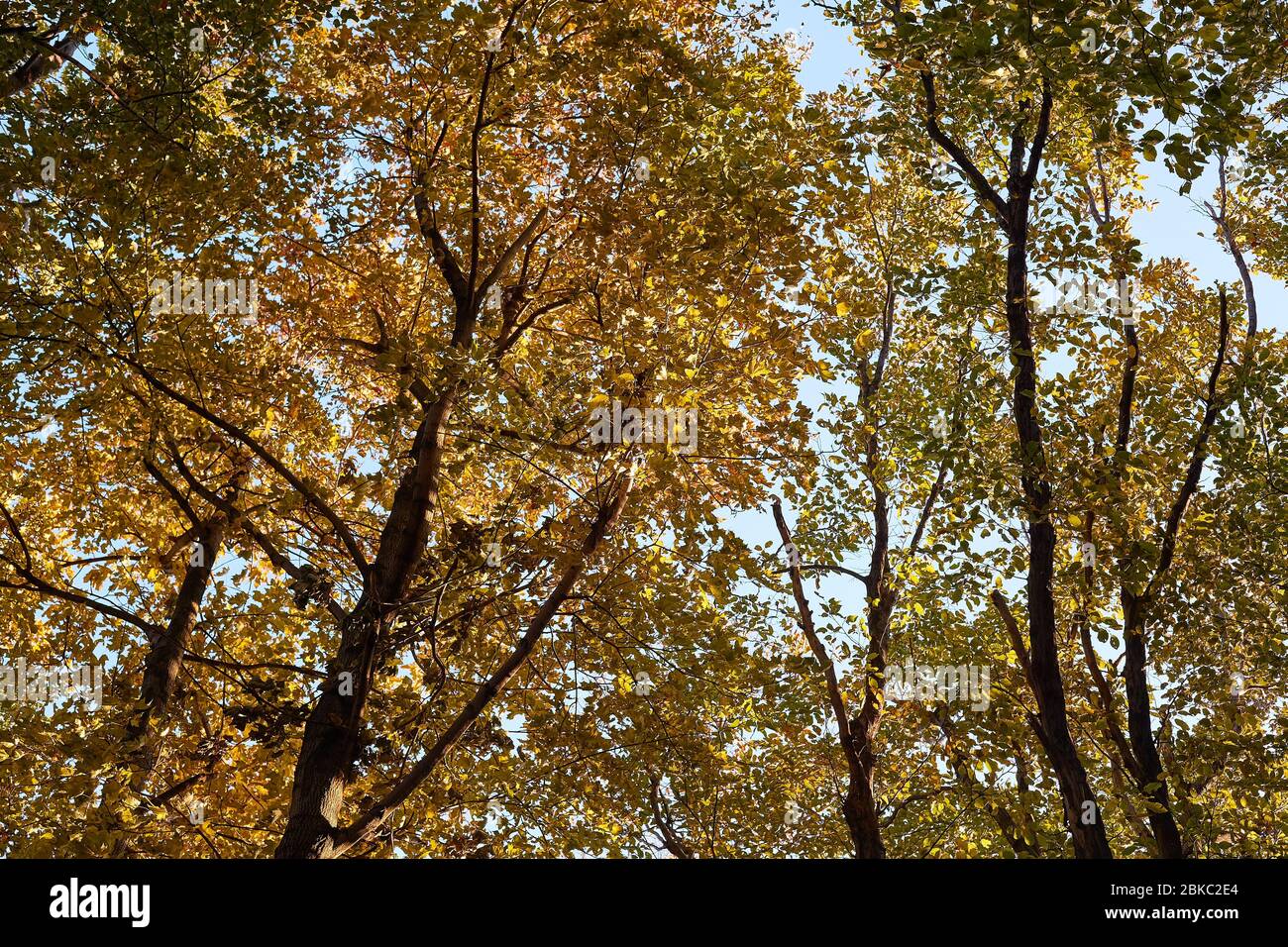 Autumn forest colors Stock Photo - Alamy