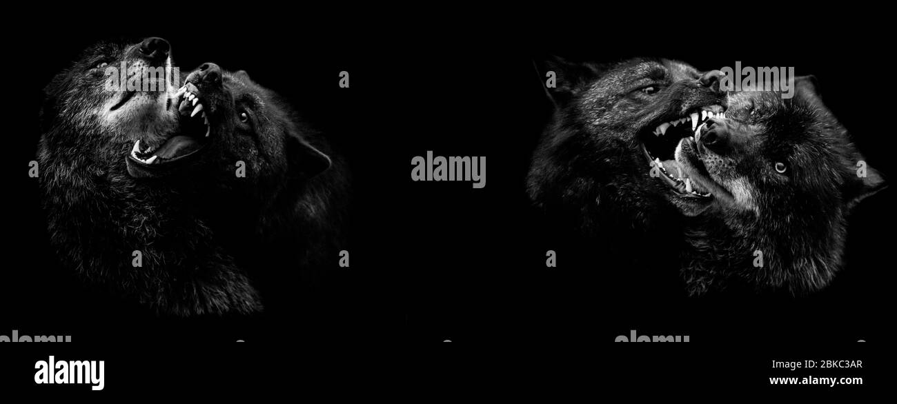 Angry Black Wolf