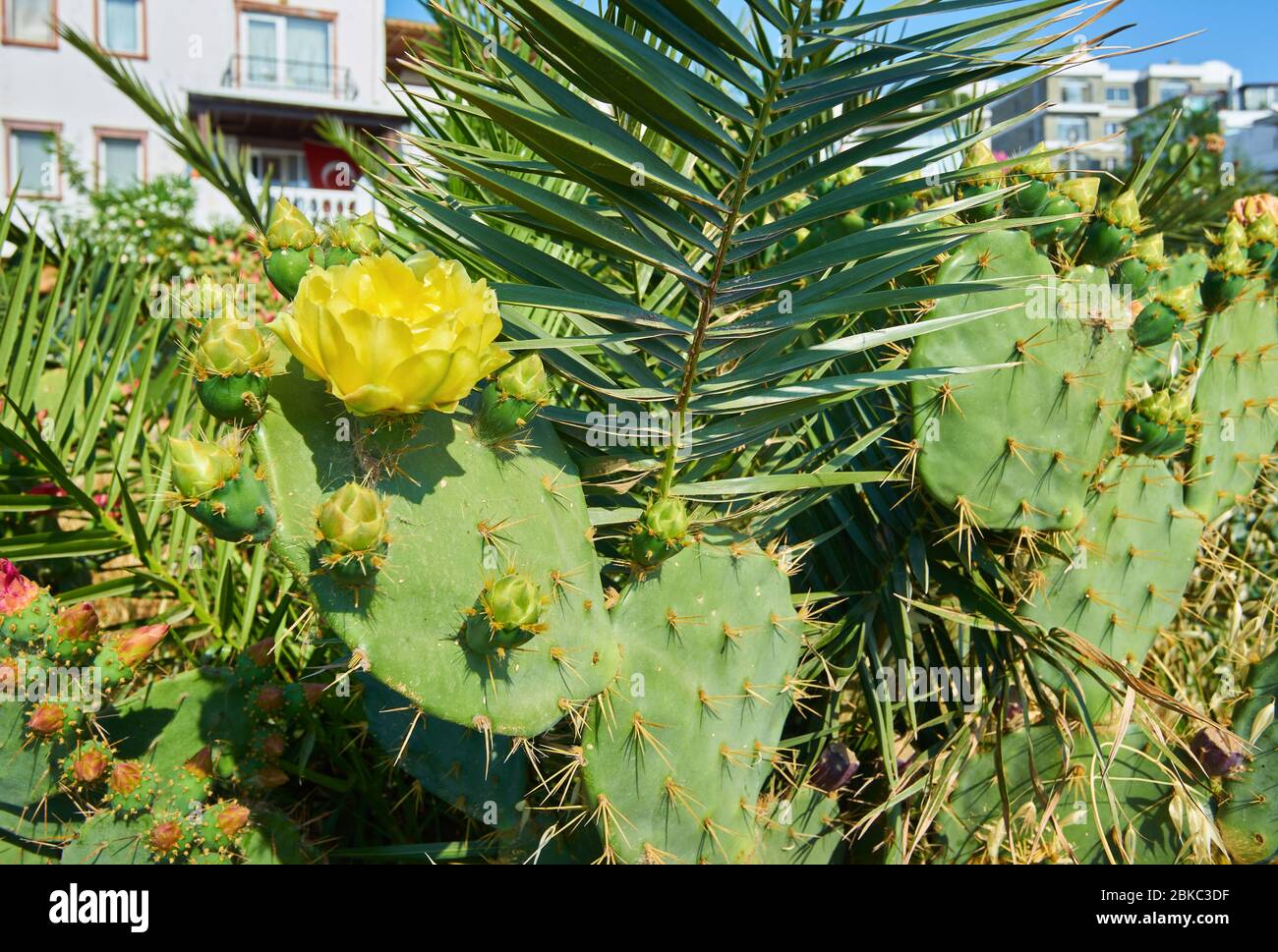 Purple Santa Rita Prickly Pear Cactus with Yellow Flowers in Tucson ...