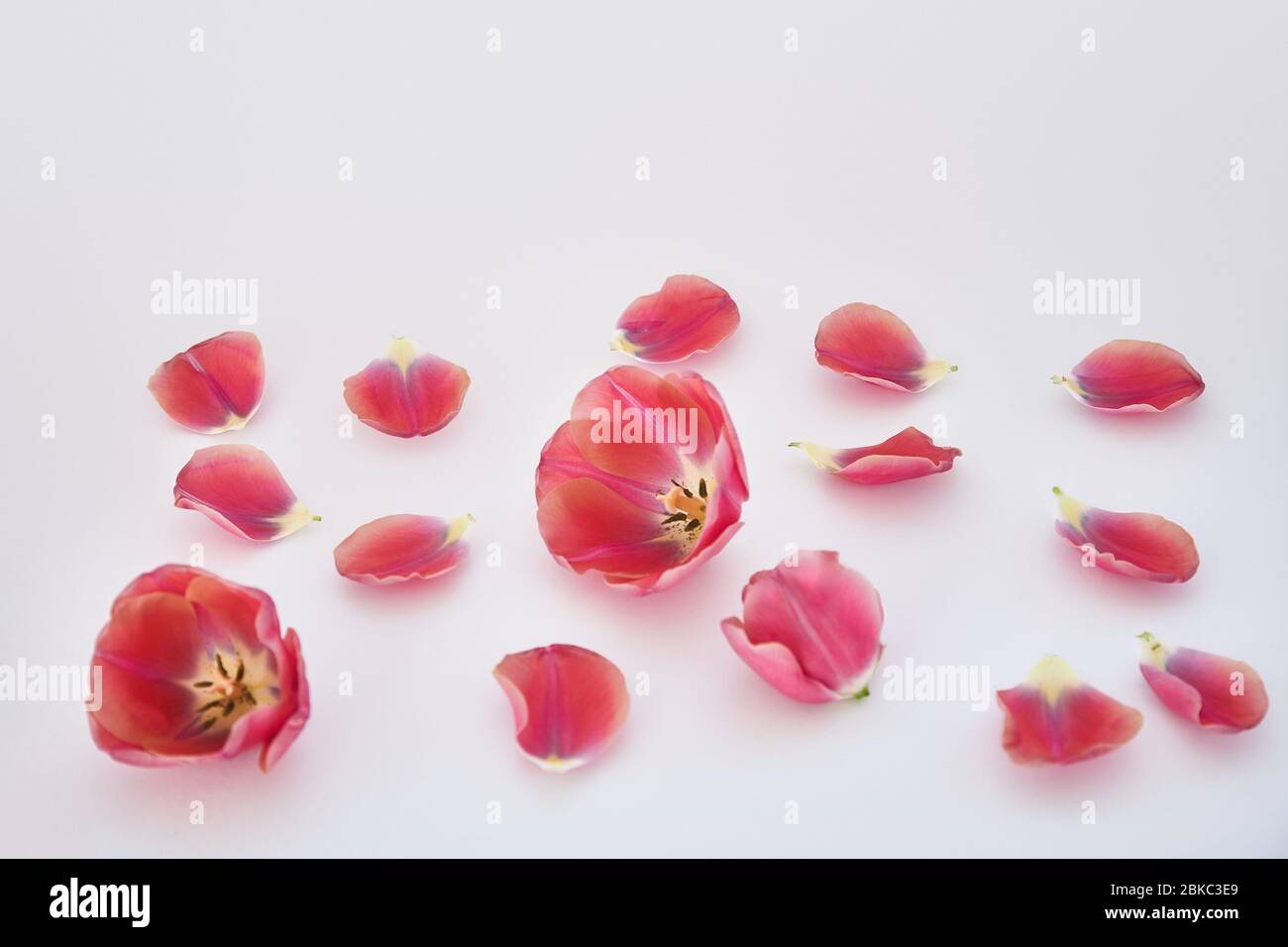 pink tulips and petals scattered on white background Stock Photo - Alamy