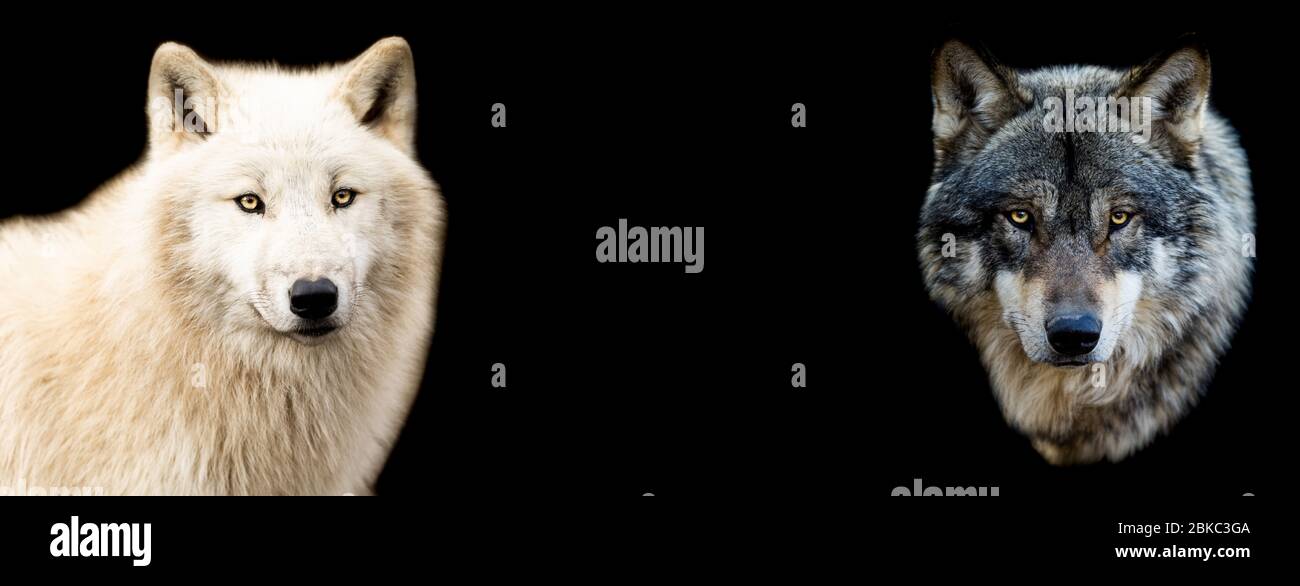 Two wolf with a black background Stock Photo - Alamy
