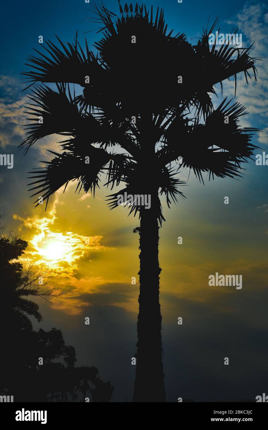 A Palm tree into the forest Stock Photo - Alamy