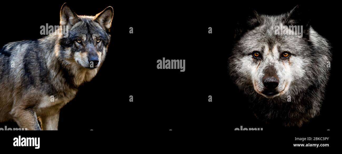 Two wolf with a black background Stock Photo - Alamy