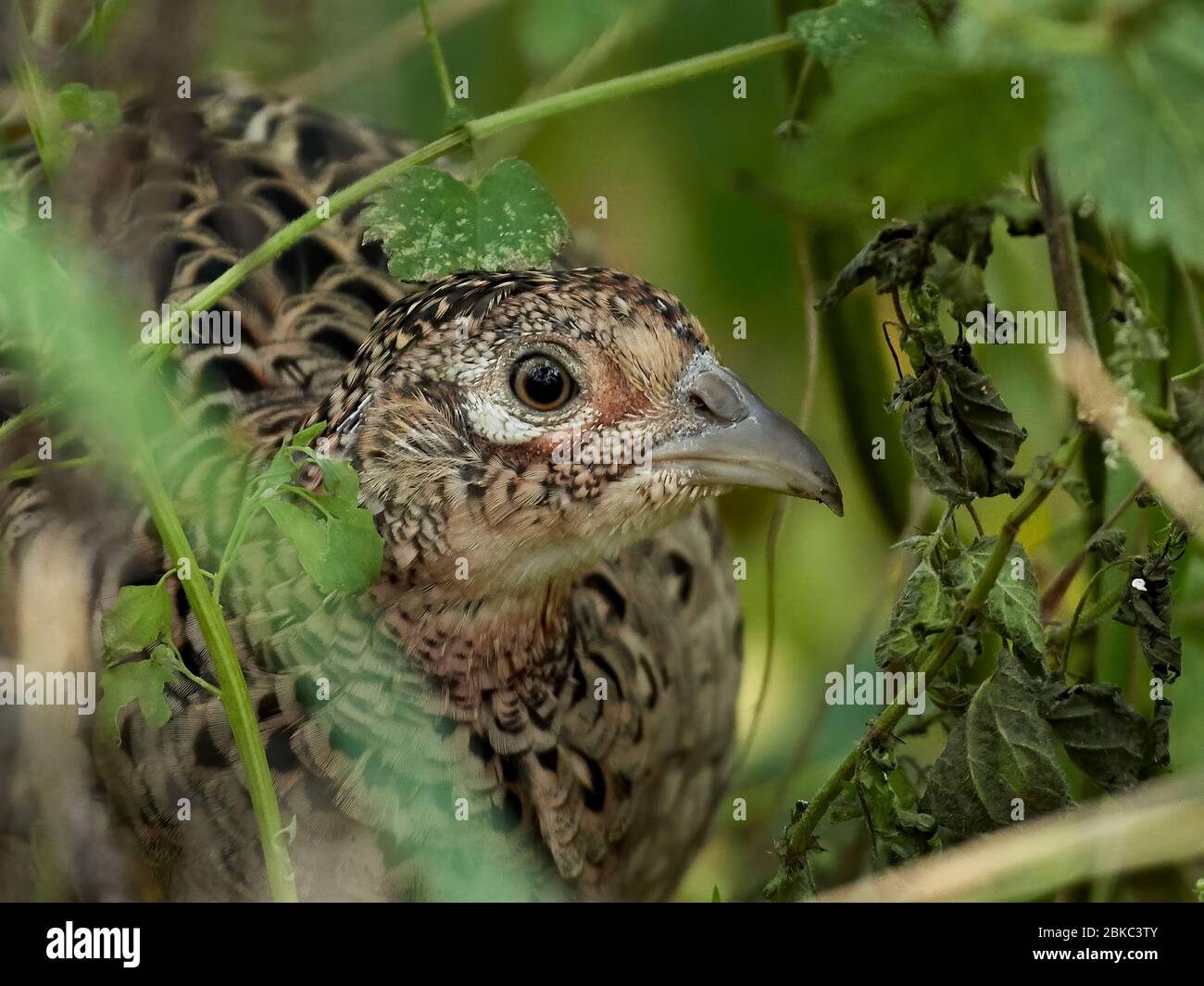 Common pheasant in its natural habitat in Denmark Stock Photo - Alamy
