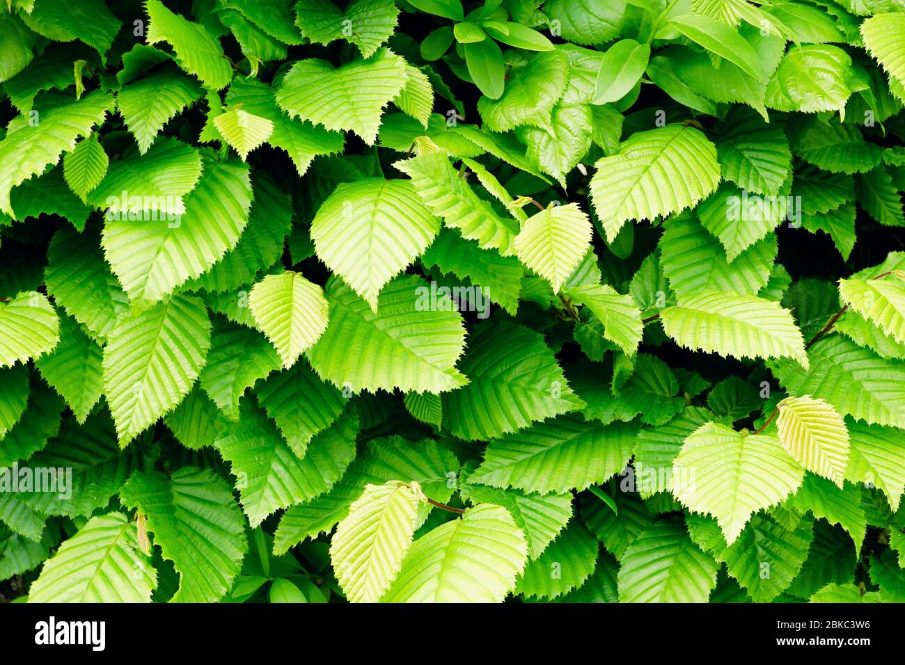 leaves of trees - wallpaper Stock Photo - Alamy