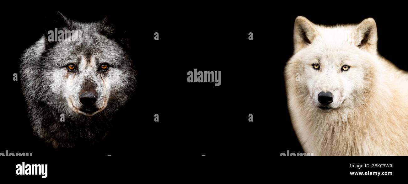 Two wolf with a black background Stock Photo - Alamy