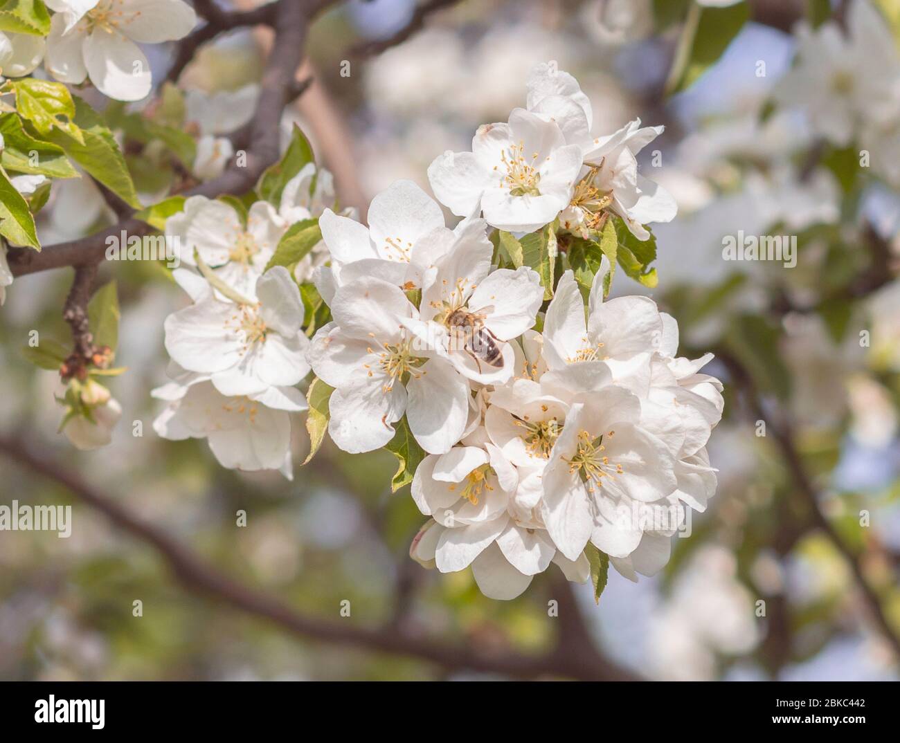honey bee on apple flowers Stock Photo - Alamy