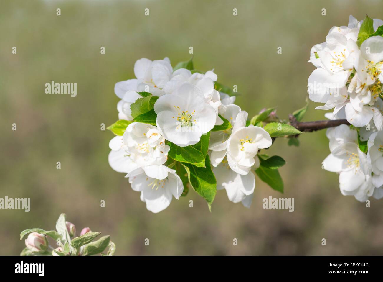 Petal spring hi-res stock photography and images - Alamy