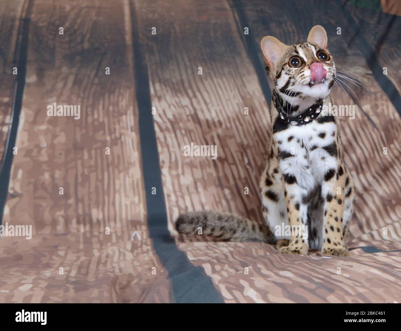 Safari cat hybrid hi-res stock photography and images - Alamy