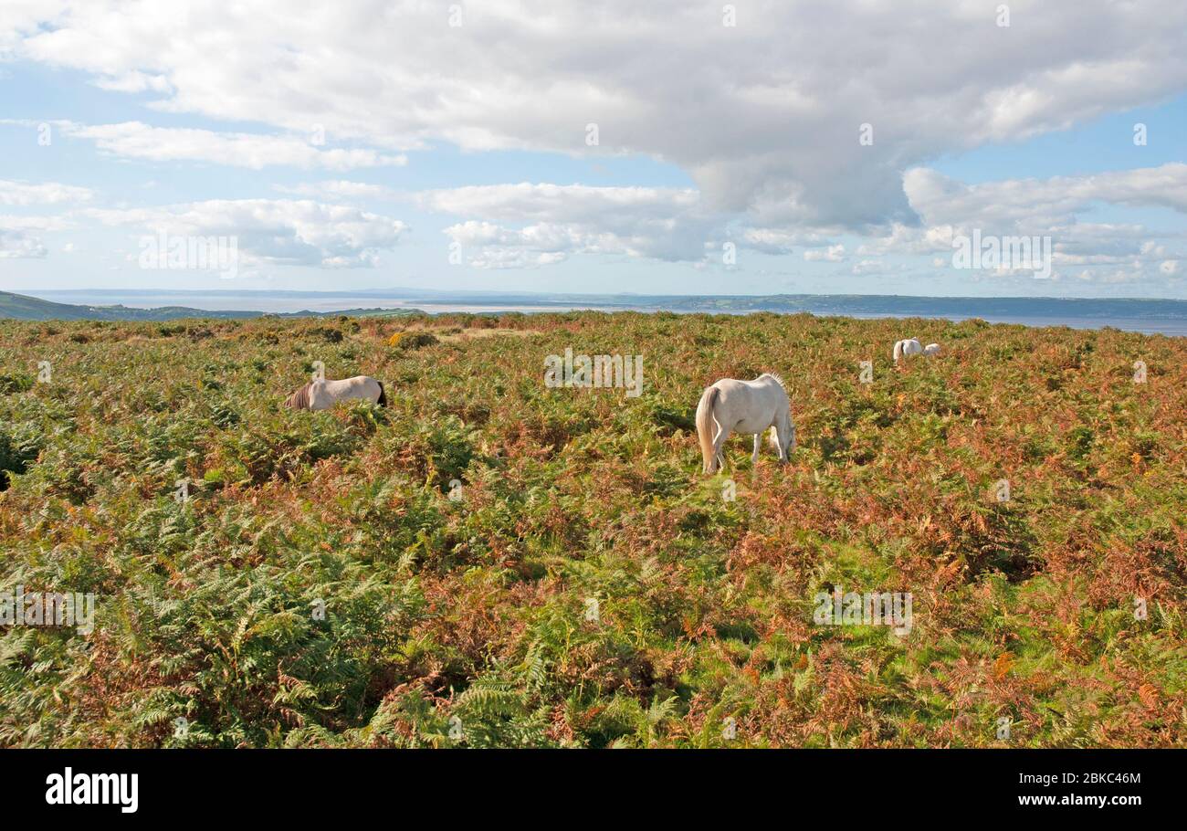 Gower peninsula horses hi-res stock photography and images - Alamy