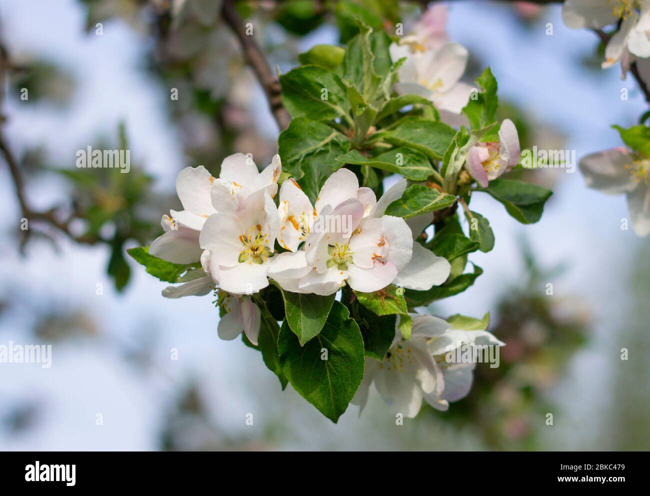 Fresh apple tree flower hi-res stock photography and images - Alamy