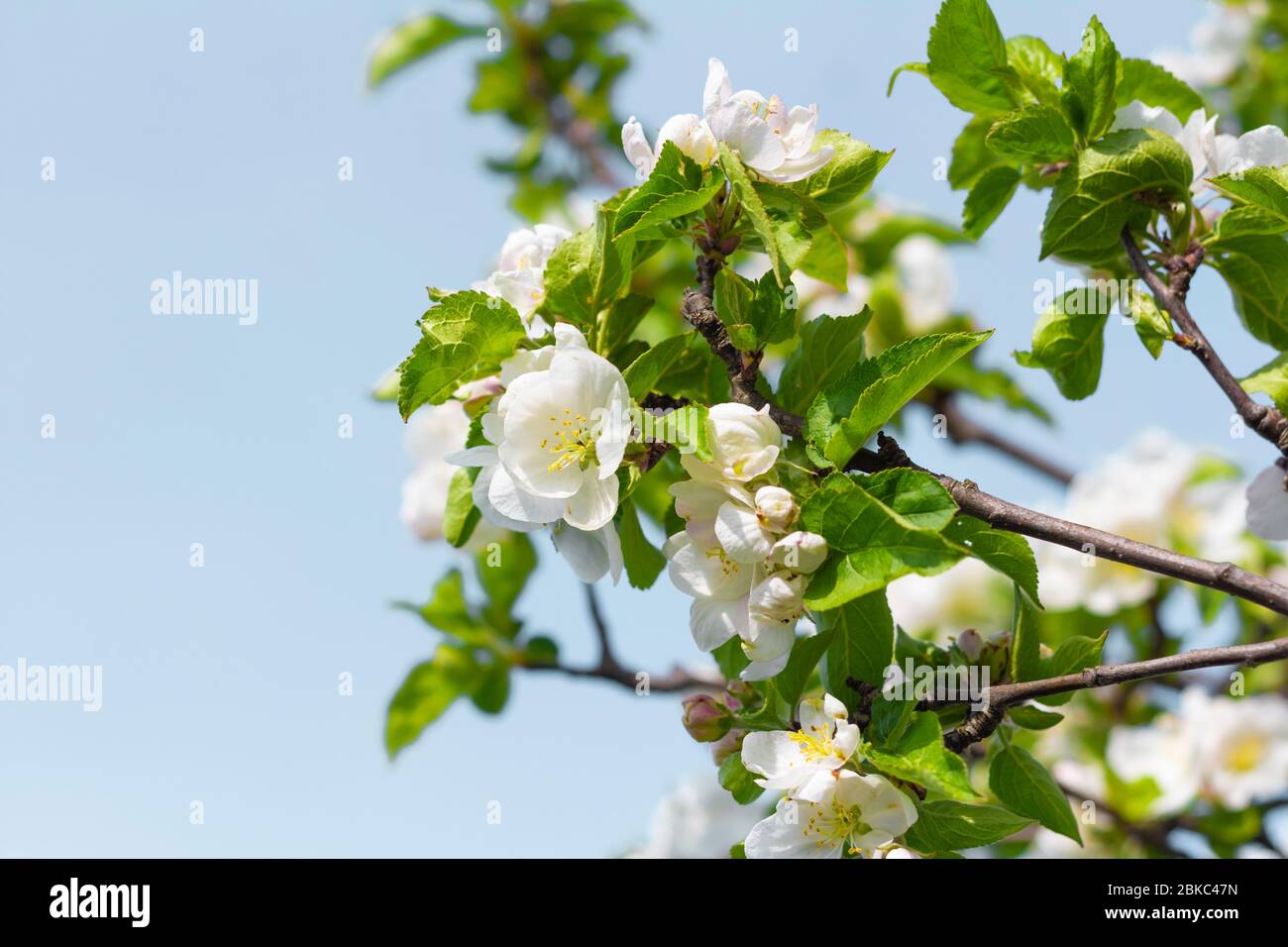 Spring apple tree white petals hi-res stock photography and images - Alamy