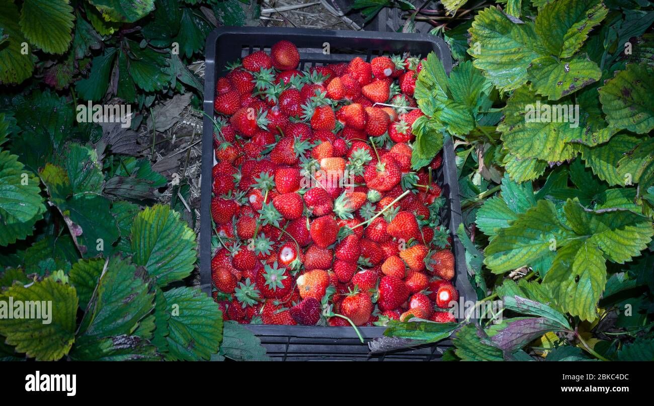 box of harvested strawberries on strawberry field Stock Photo - Alamy