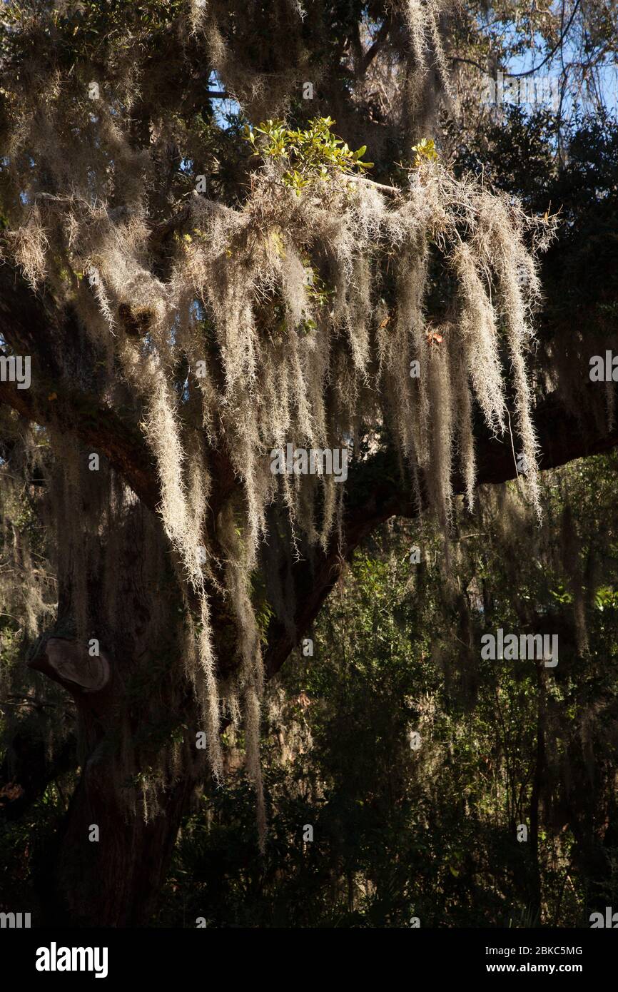 Live Oak Tree with Spanish Moss in the sunshine Stock Photo - Alamy