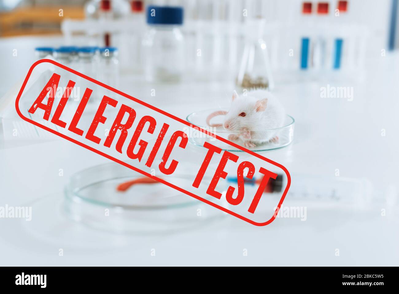 selective focus of white mouse near syringe, petri dish with blood ...