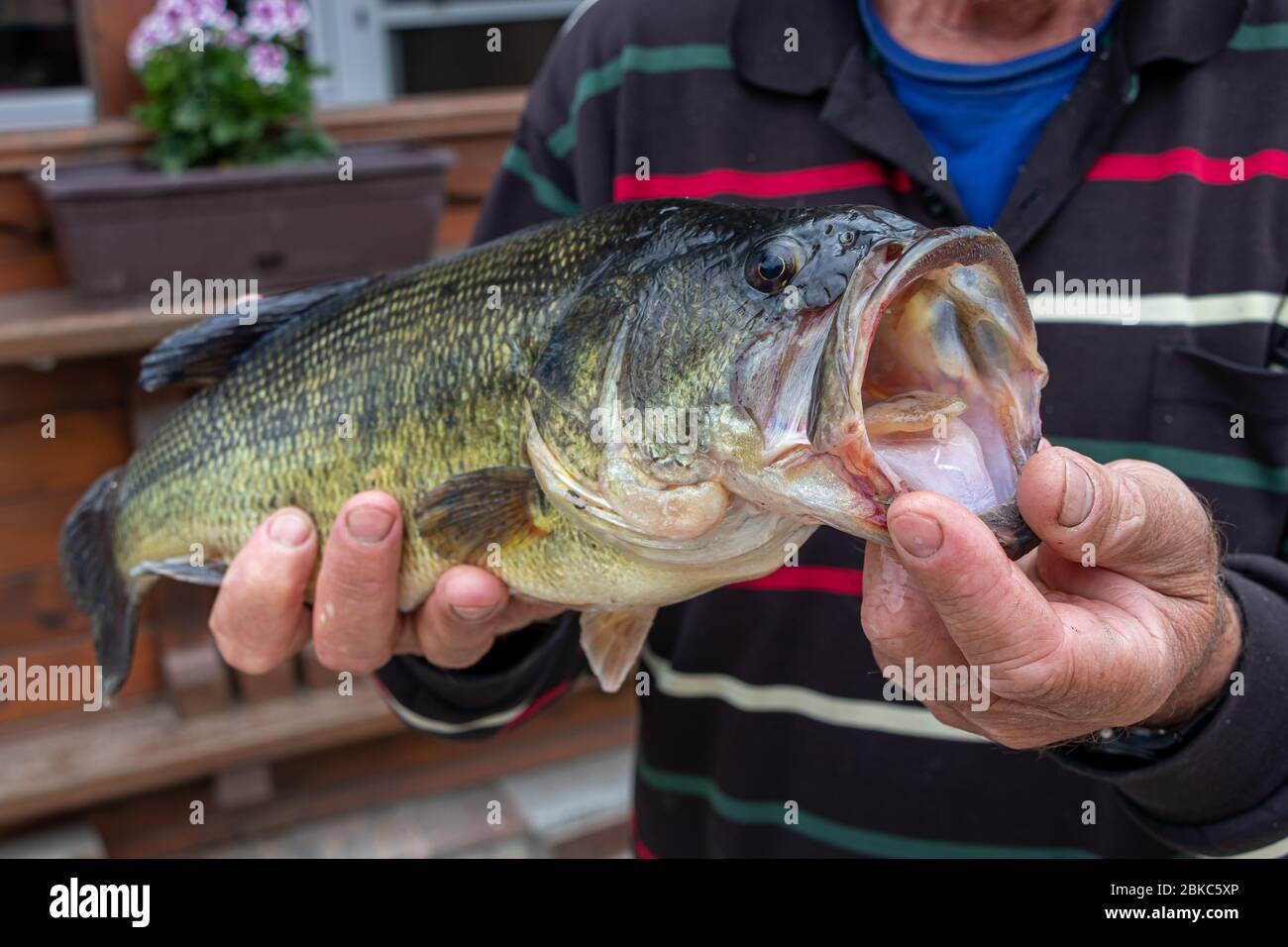 Largemouth bass mouth open hi-res stock photography and images - Alamy