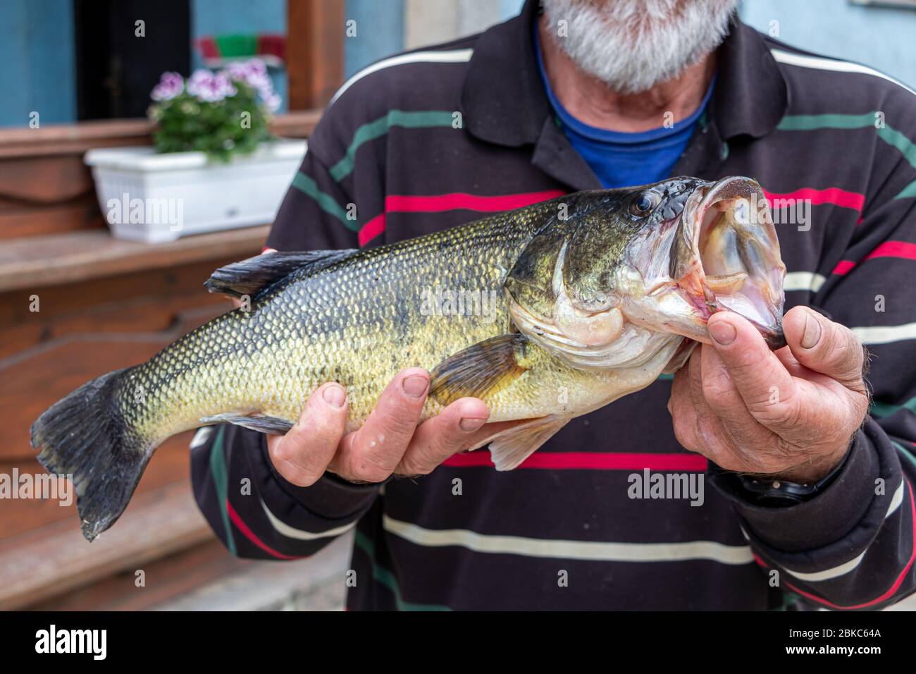 Largemouth bass black bass caught hi-res stock photography and images ...