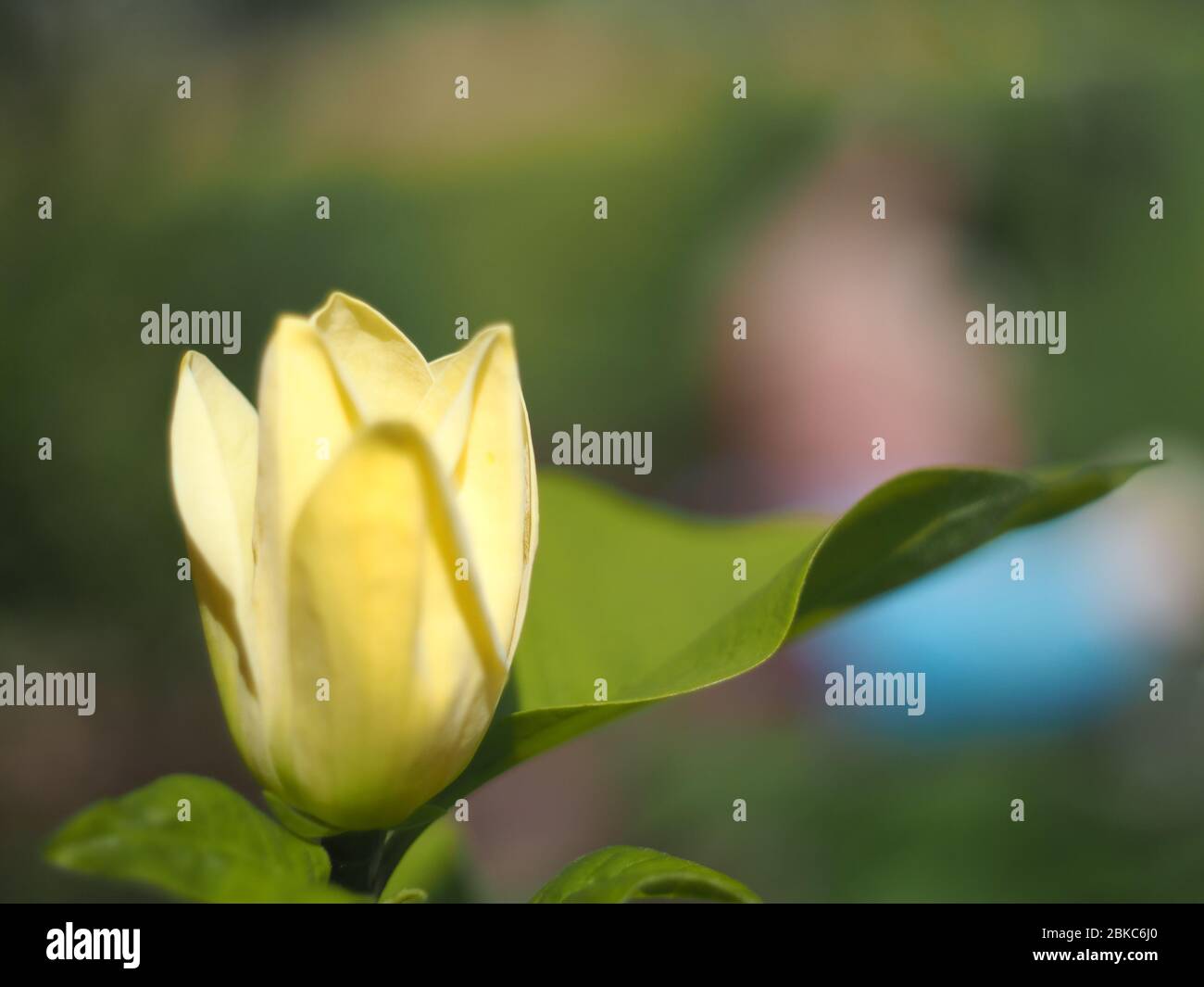 Yellow daphne hi-res stock photography and images - Alamy