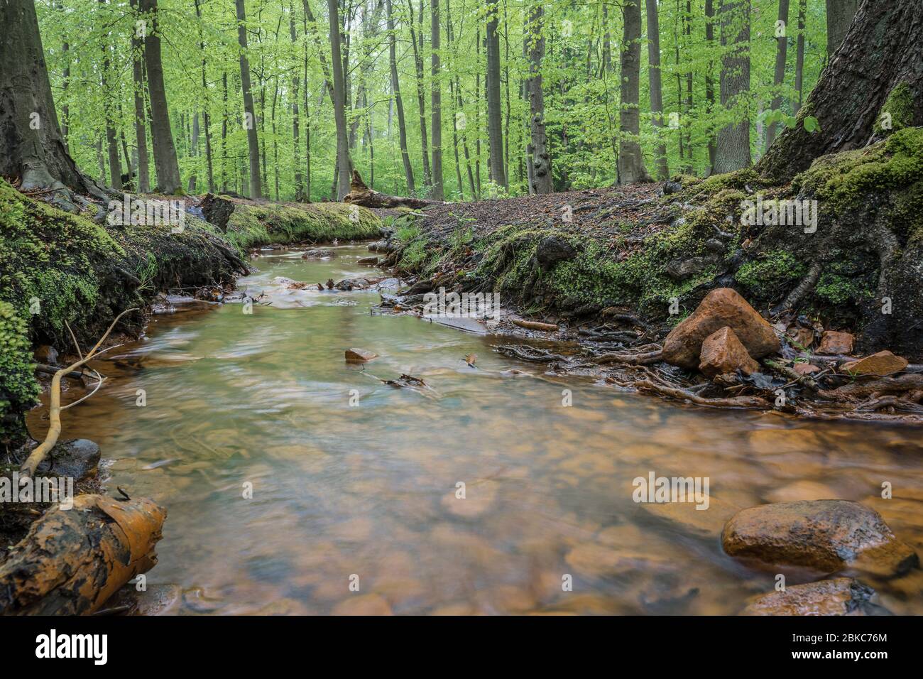 little stream in the woods Stock Photo - Alamy