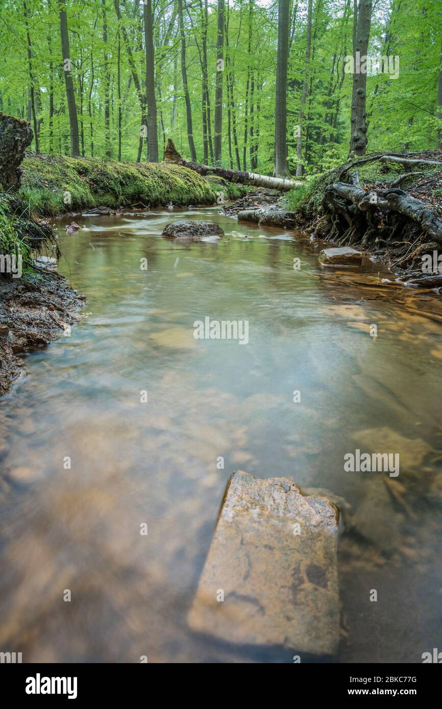 little stream in the woods Stock Photo - Alamy