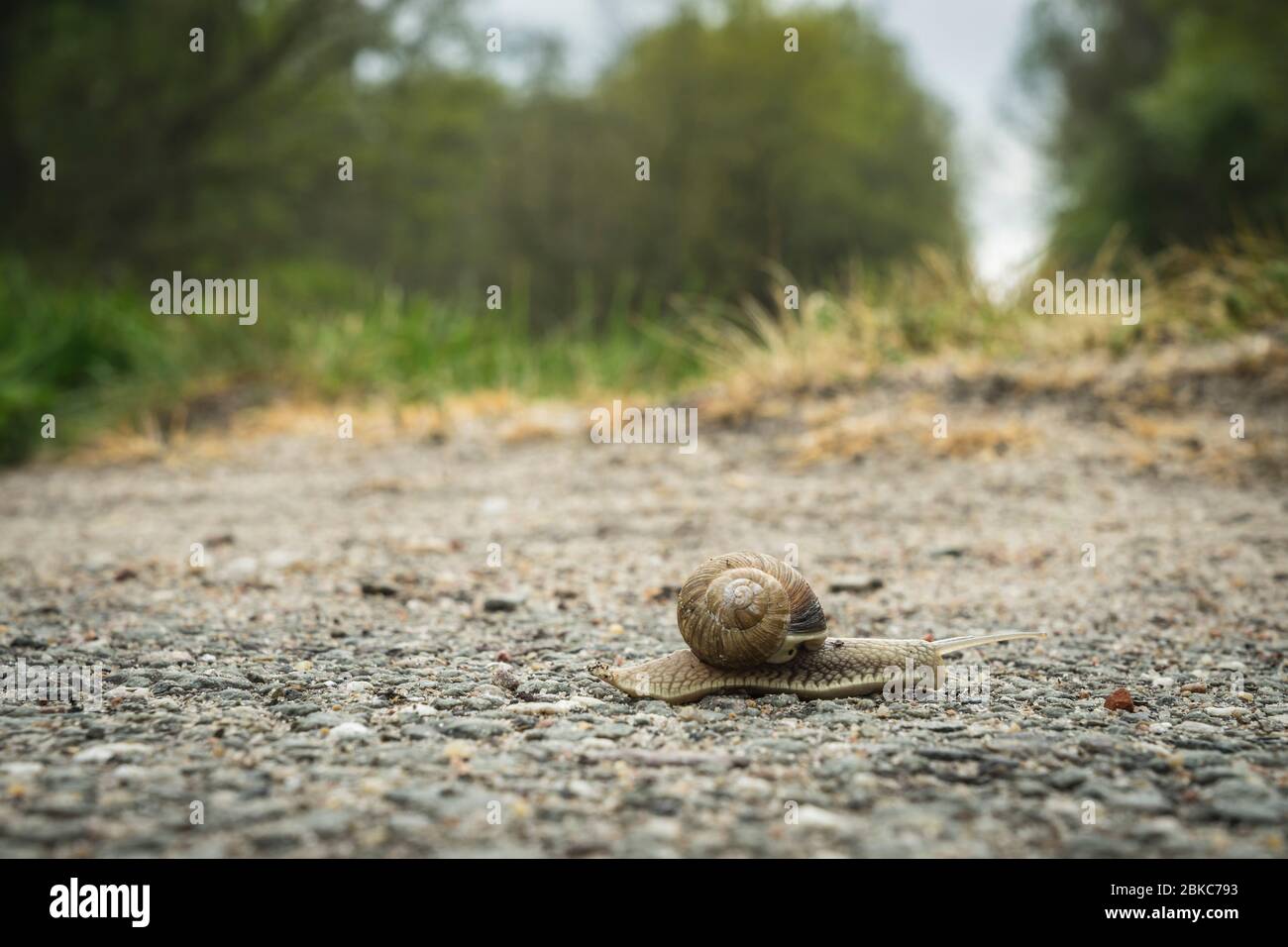snail crossing a street Stock Photo - Alamy