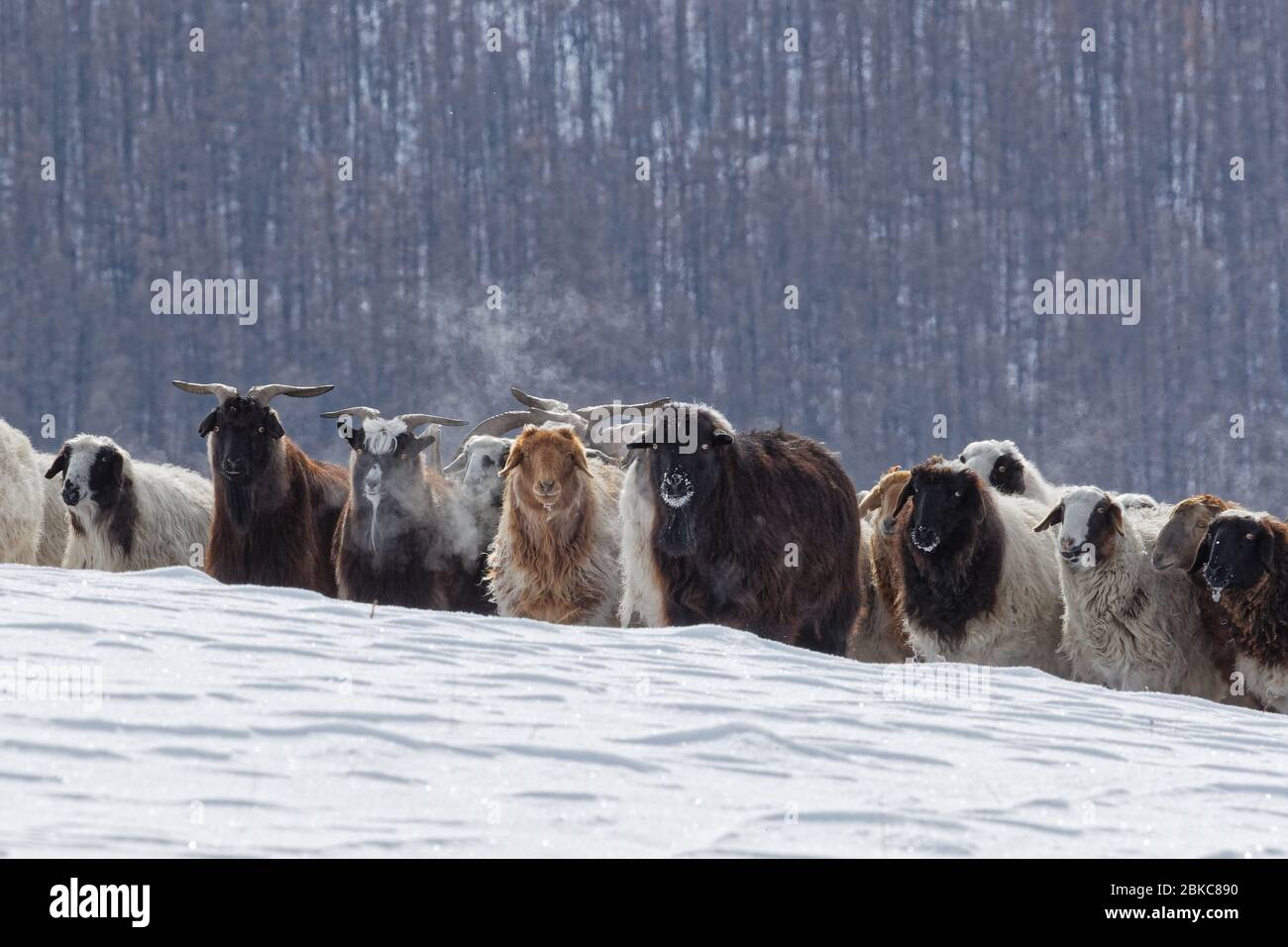 Spring seasonal migration begins for herd, as the landscapes are still ...