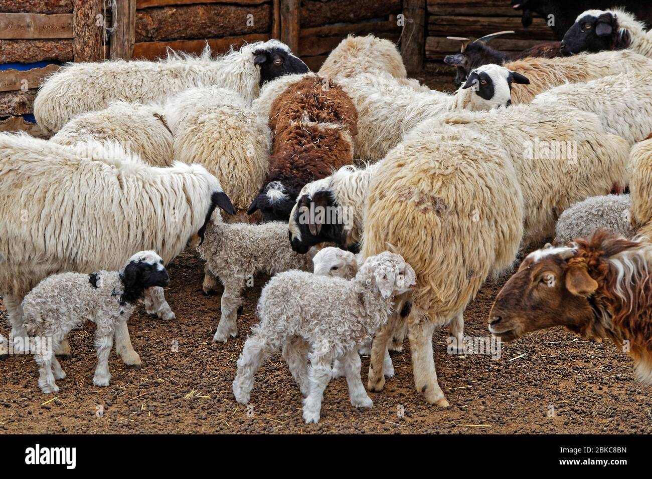 New born lambs in the courtyard of a mongolian farm Stock Photo - Alamy