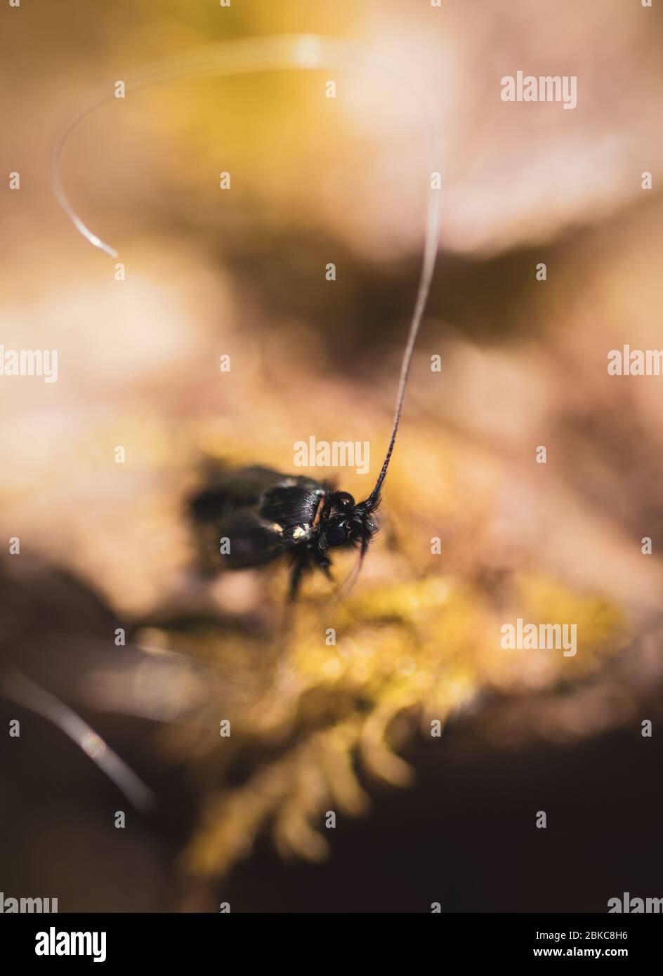 Bug surface hi-res stock photography and images - Alamy