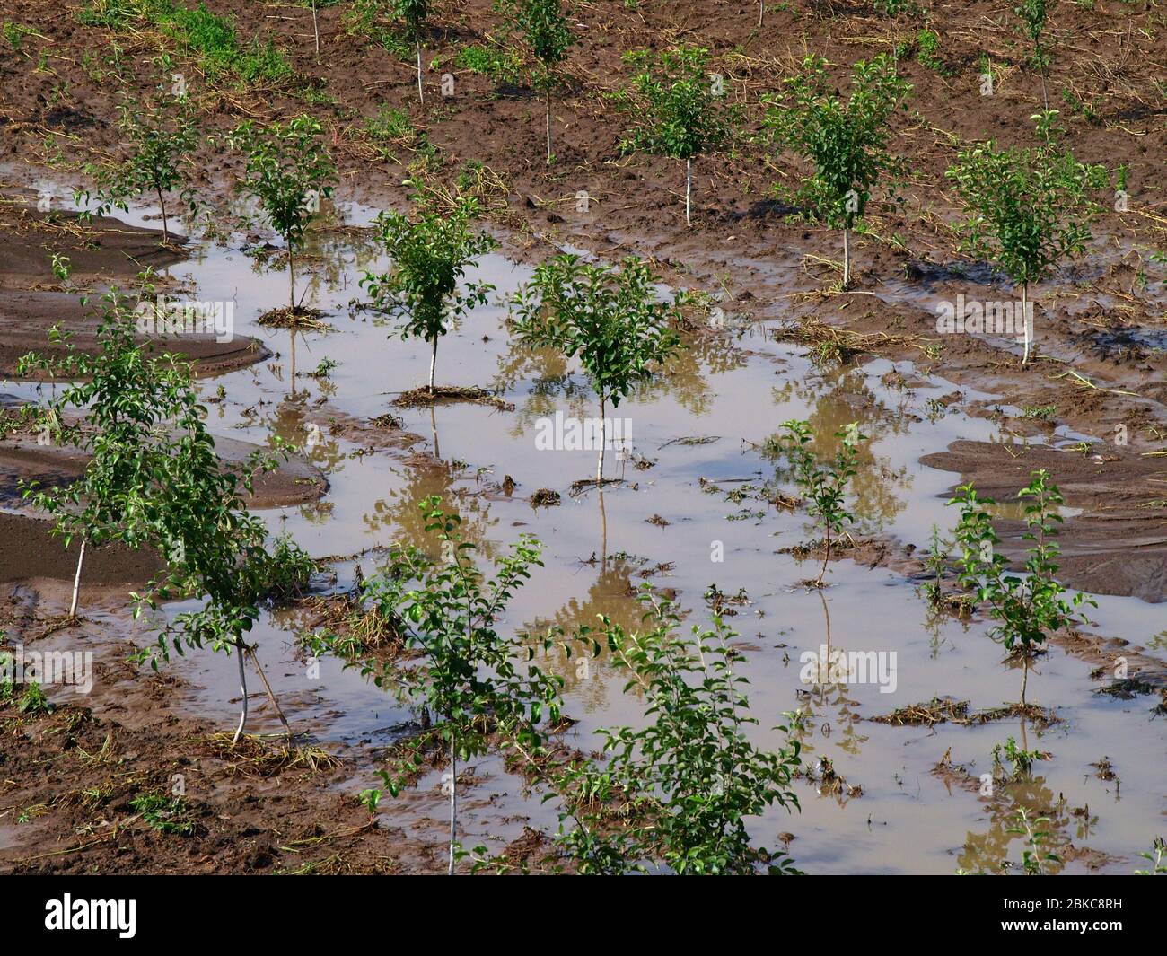 Flooded orchard and excess water after rain and thunder. Garden lands ...