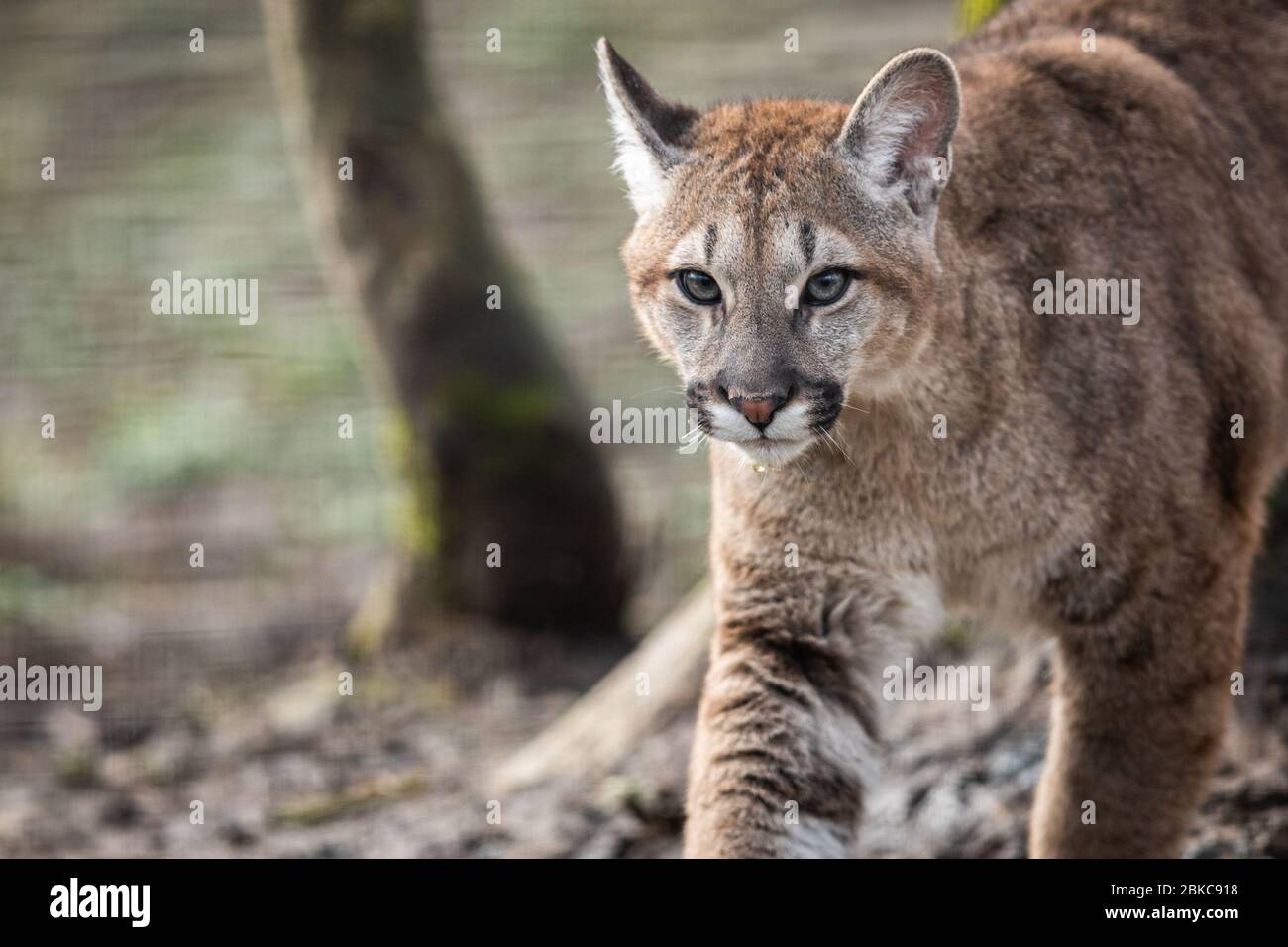 Portrait of a cougar in the forest Stock Photo - Alamy