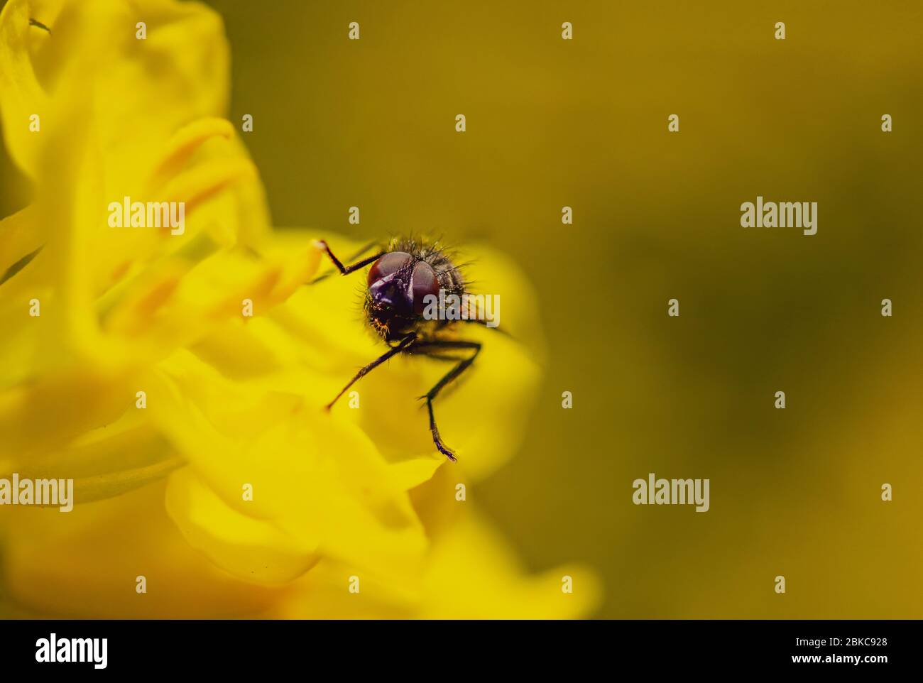 Flower wallpaper 4k hi-res stock photography and images - Alamy