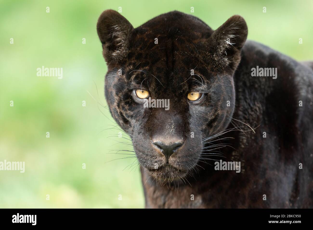 Portrait of a black jaguar in the forest Stock Photo - Alamy