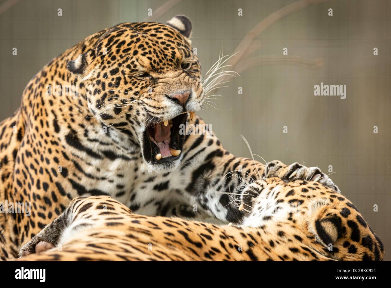 Bolivia madidi fight hi-res stock photography and images - Alamy