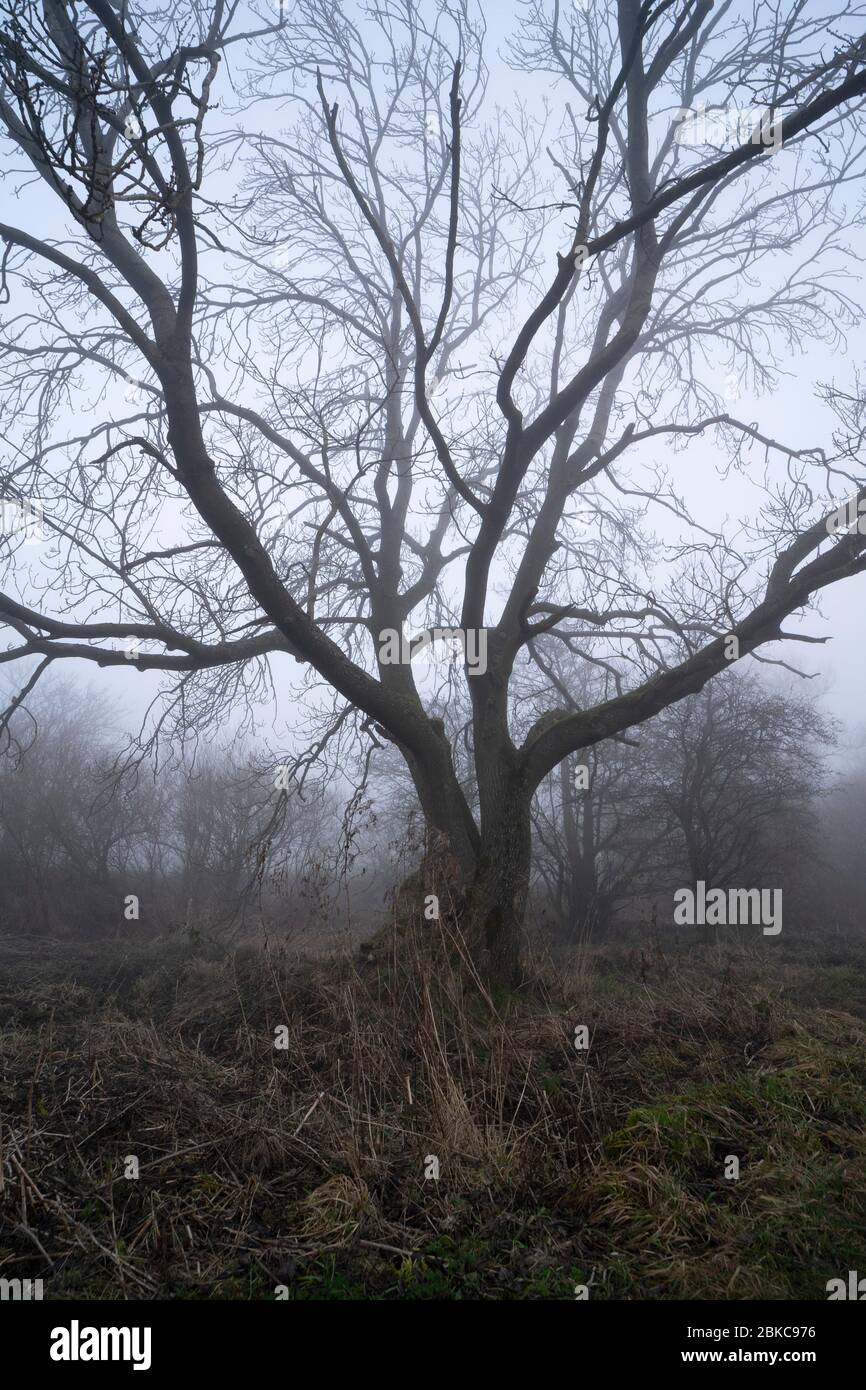 Single tree in Misty Woodland - Yorkshire, UK Stock Photo - Alamy