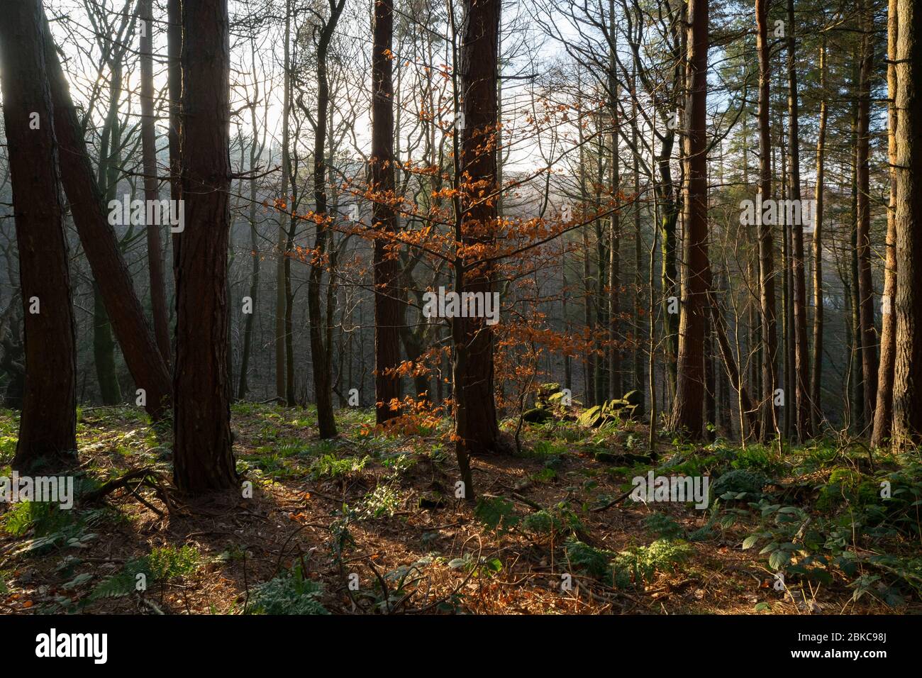 Autumn at Langsett Woods - Penistone, Yorkshire, UK Stock Photo - Alamy