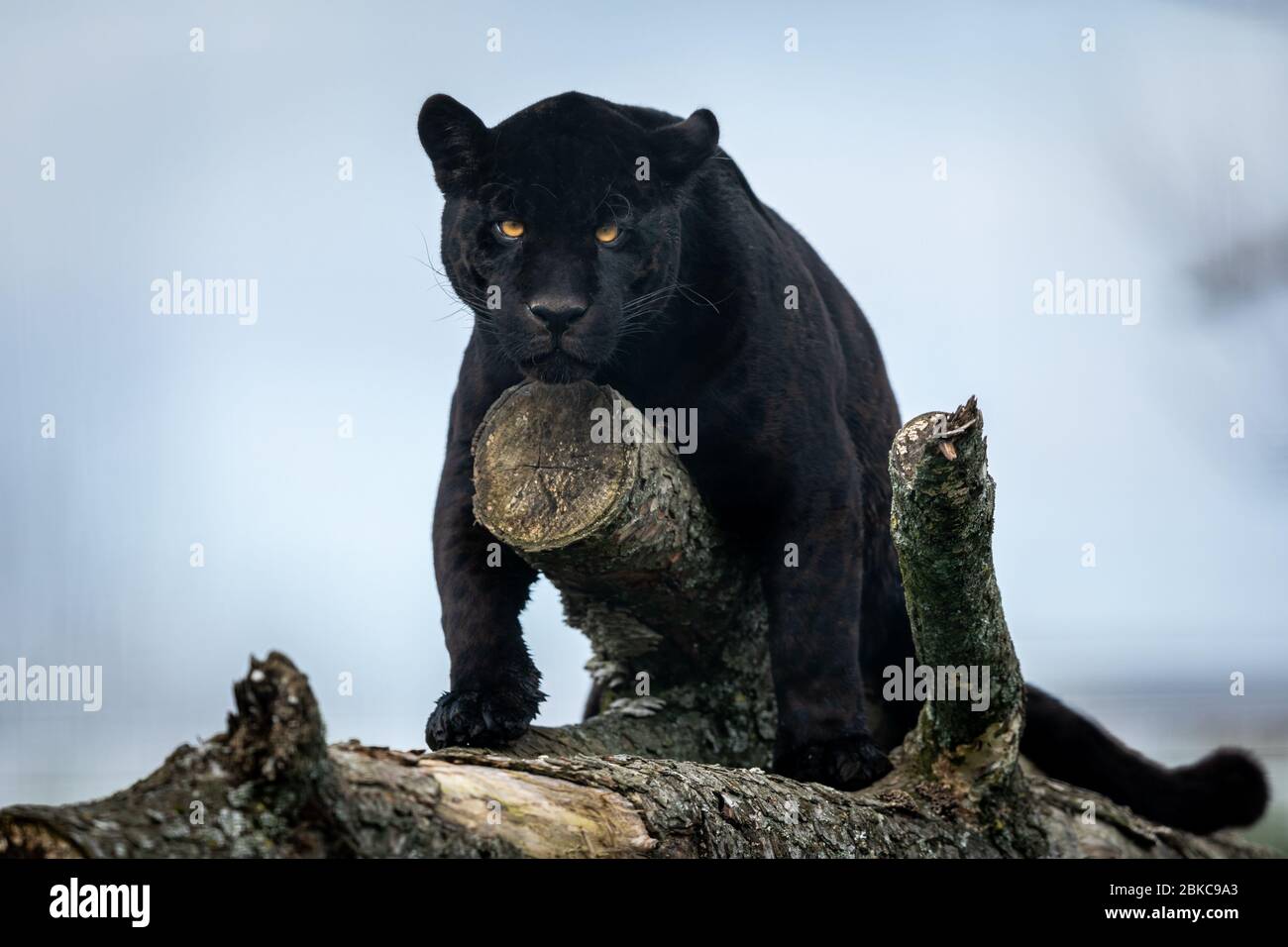 Portrait of a black jaguar in the forest Stock Photo - Alamy