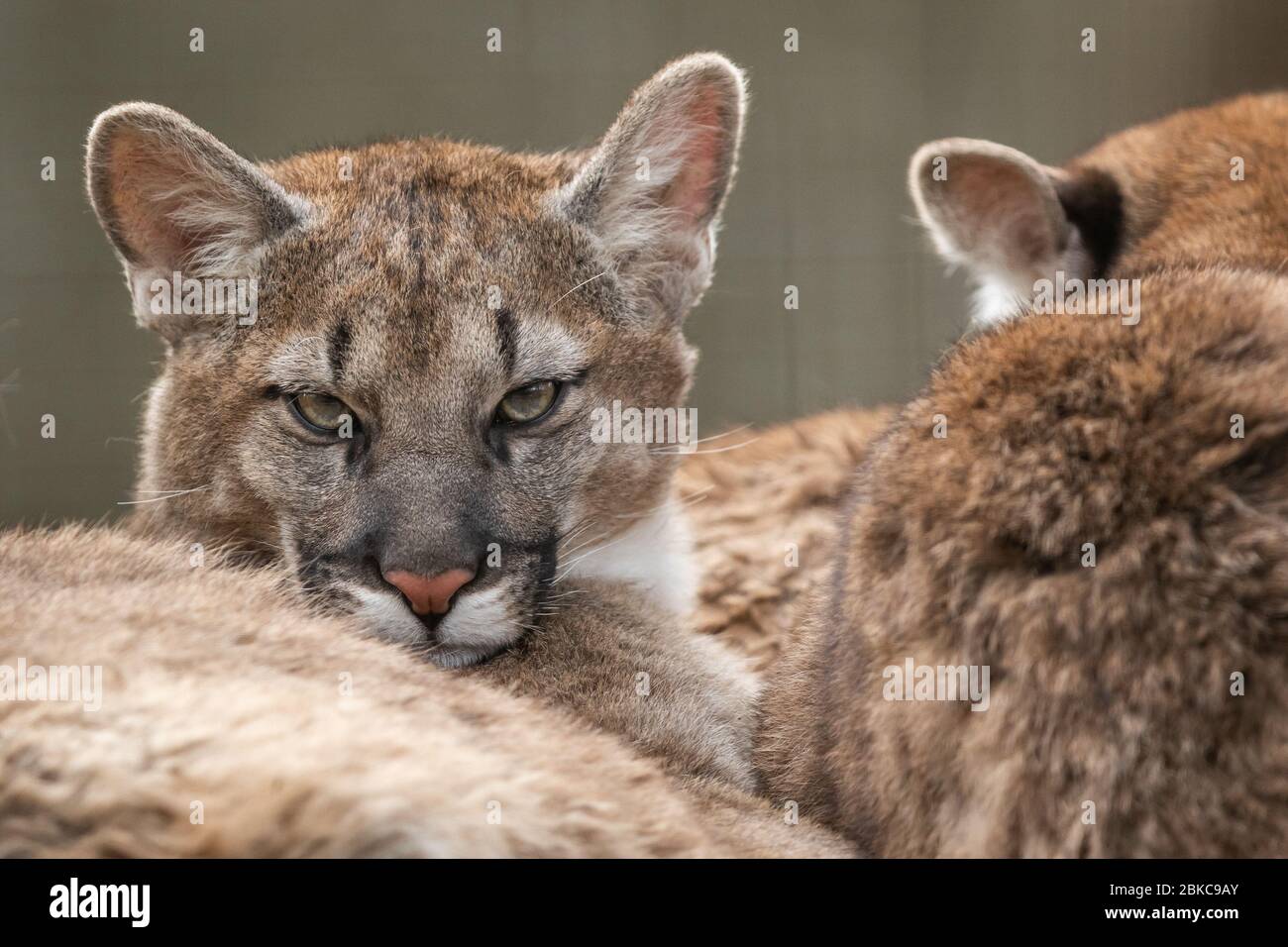Portrait of a cougar in the forest Stock Photo - Alamy