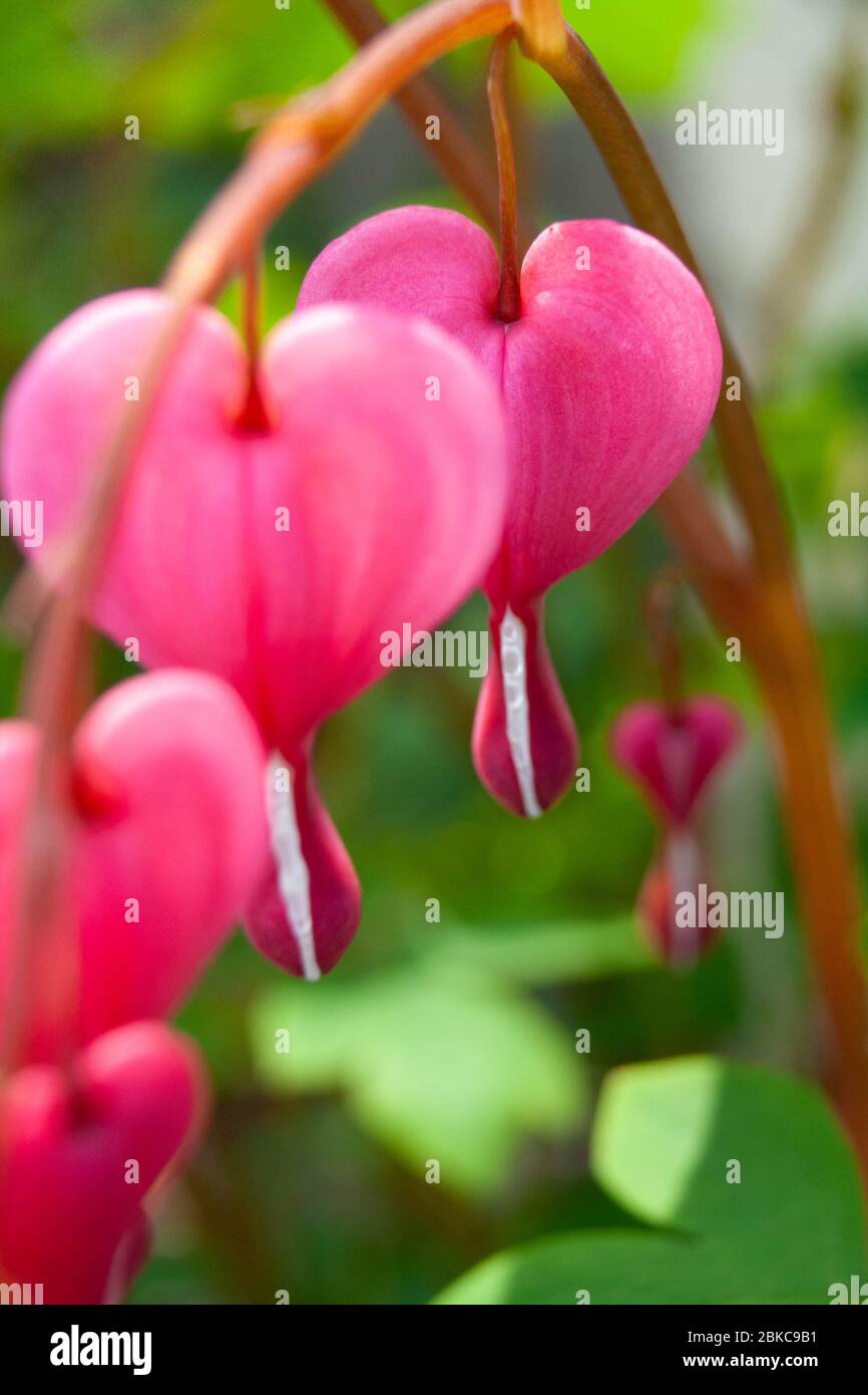 Pink small heart-shaped flowers growing in a spring garden Stock Photo ...