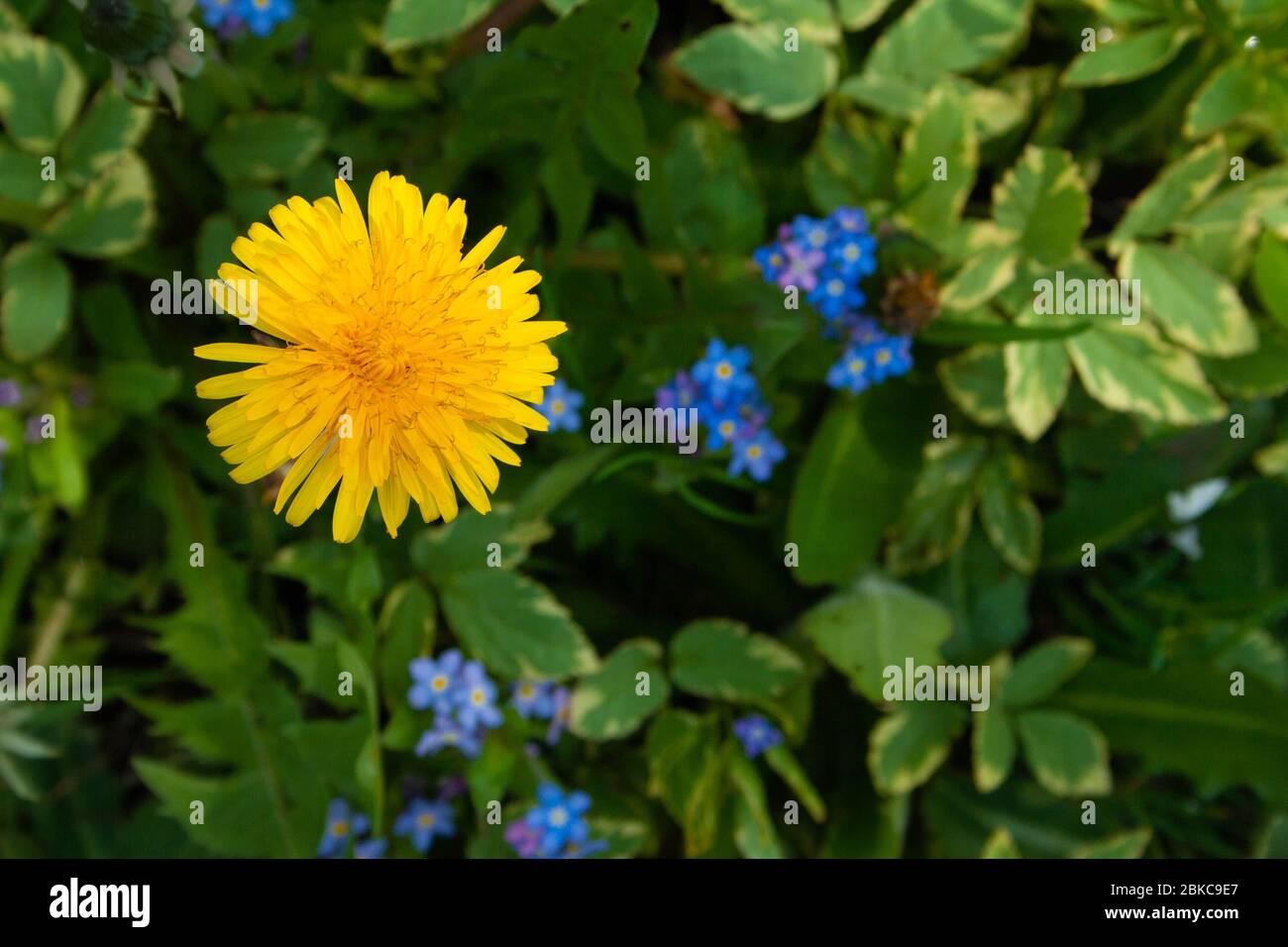 Purple dandelion flower growing in hi-res stock photography and images ...
