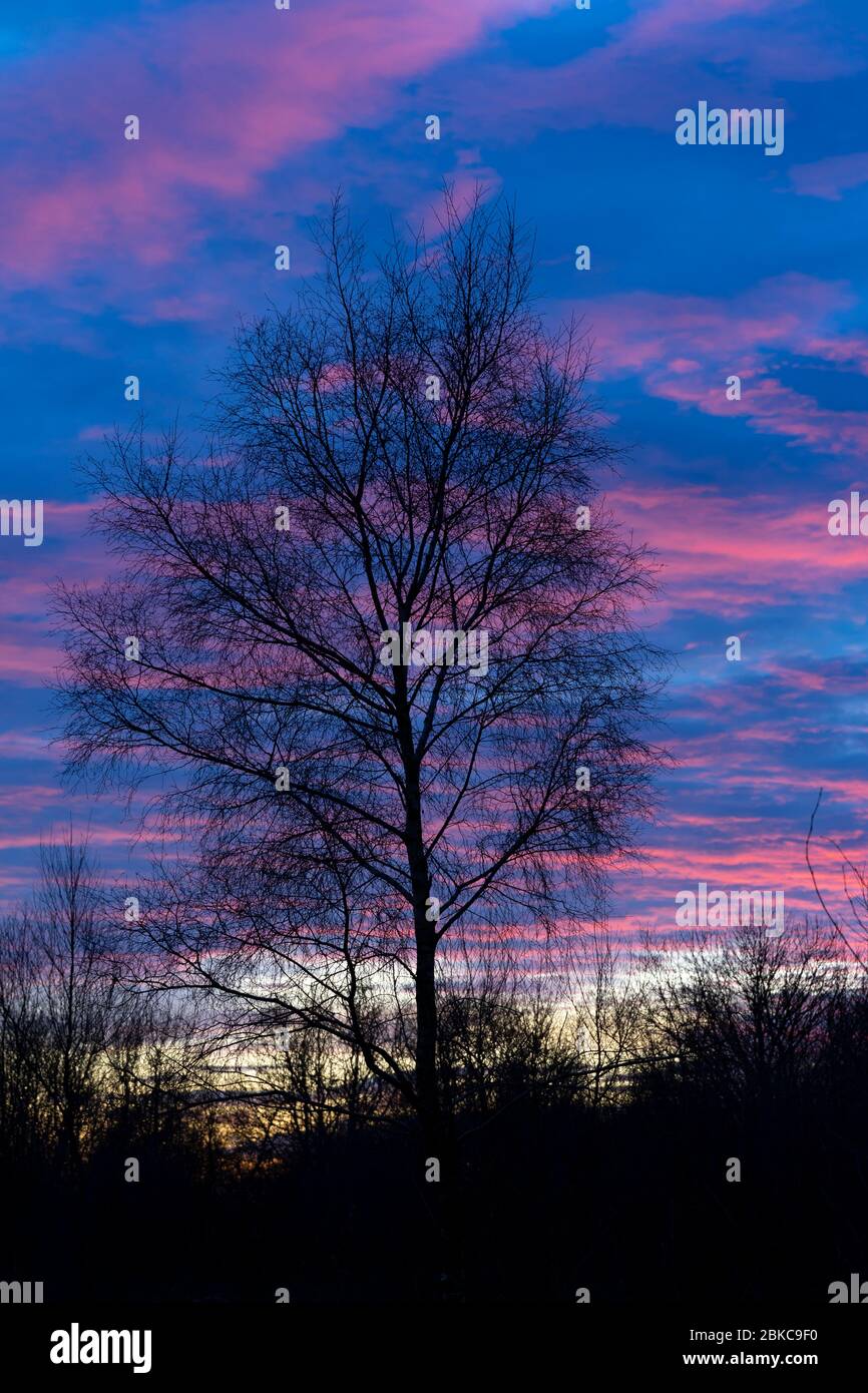 Birch Trees at Sunset - Yorkshire, England, UK Stock Photo - Alamy