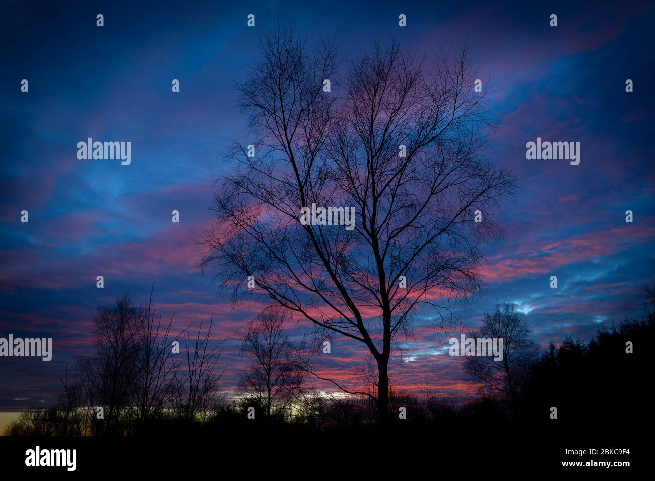 Birch Trees at Sunset - Yorkshire, England, UK Stock Photo - Alamy